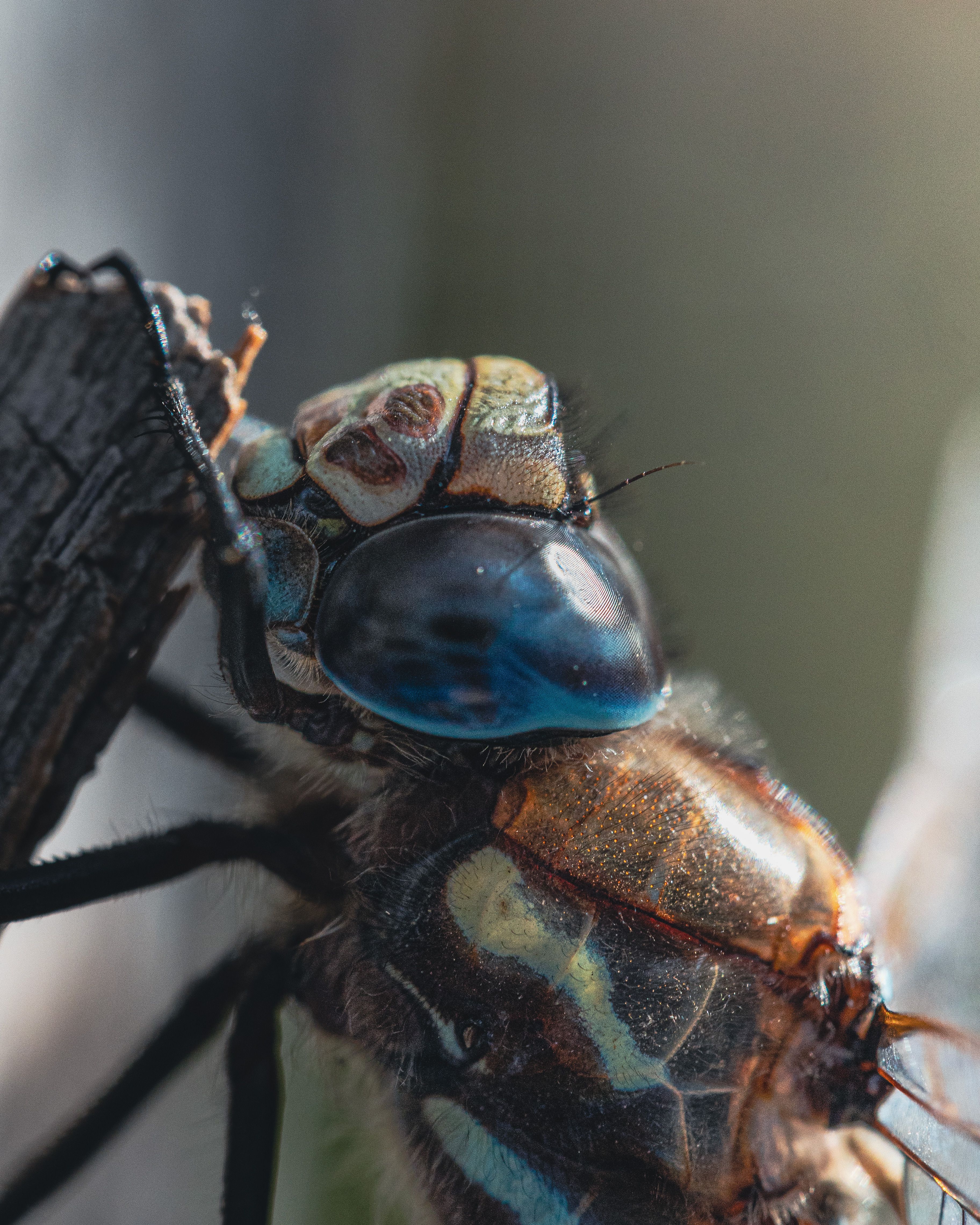 Dragonfly Anatomy Photos, Download The BEST Free Dragonfly Anatomy ...