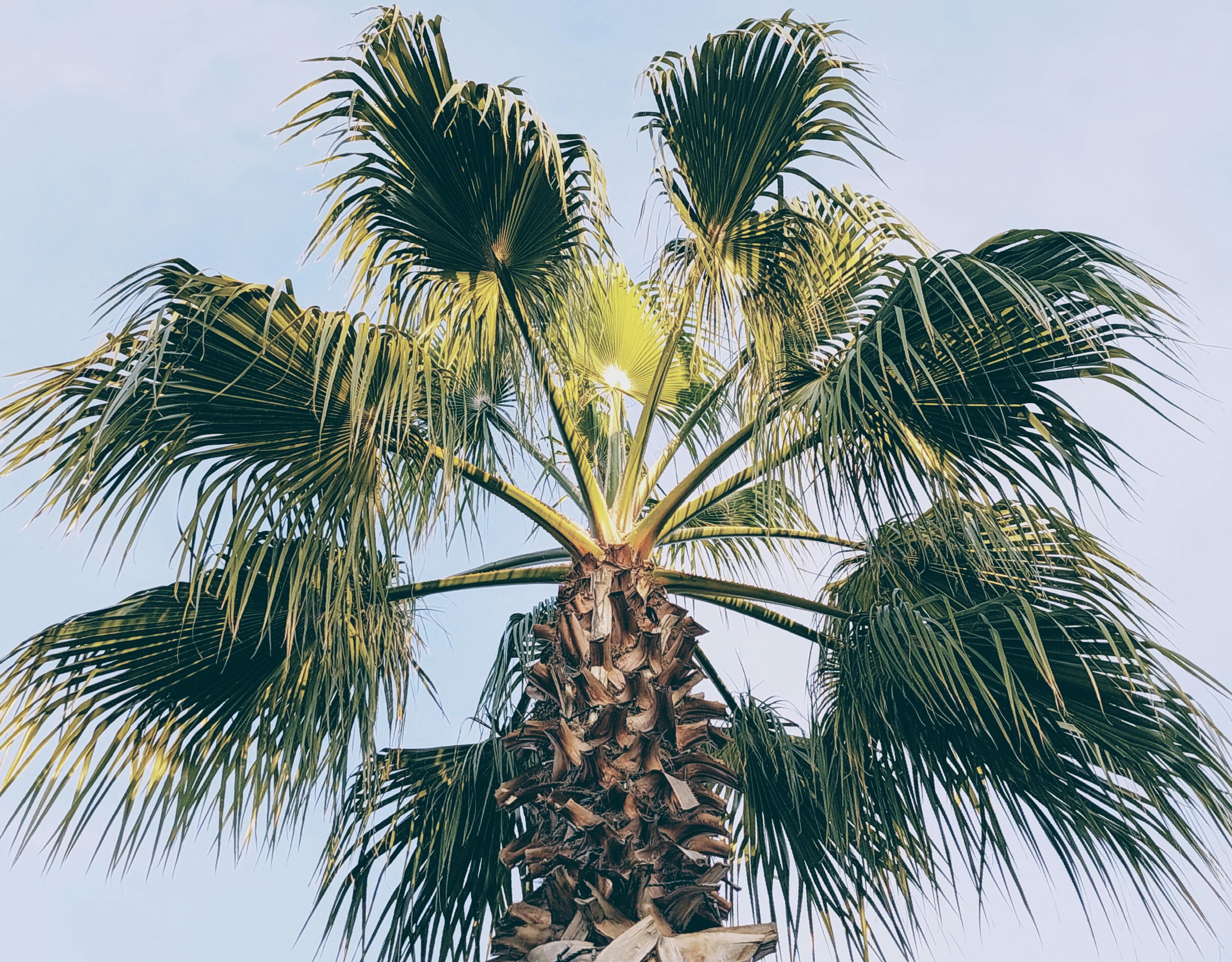 View of a Palm Tree · Free Stock Photo