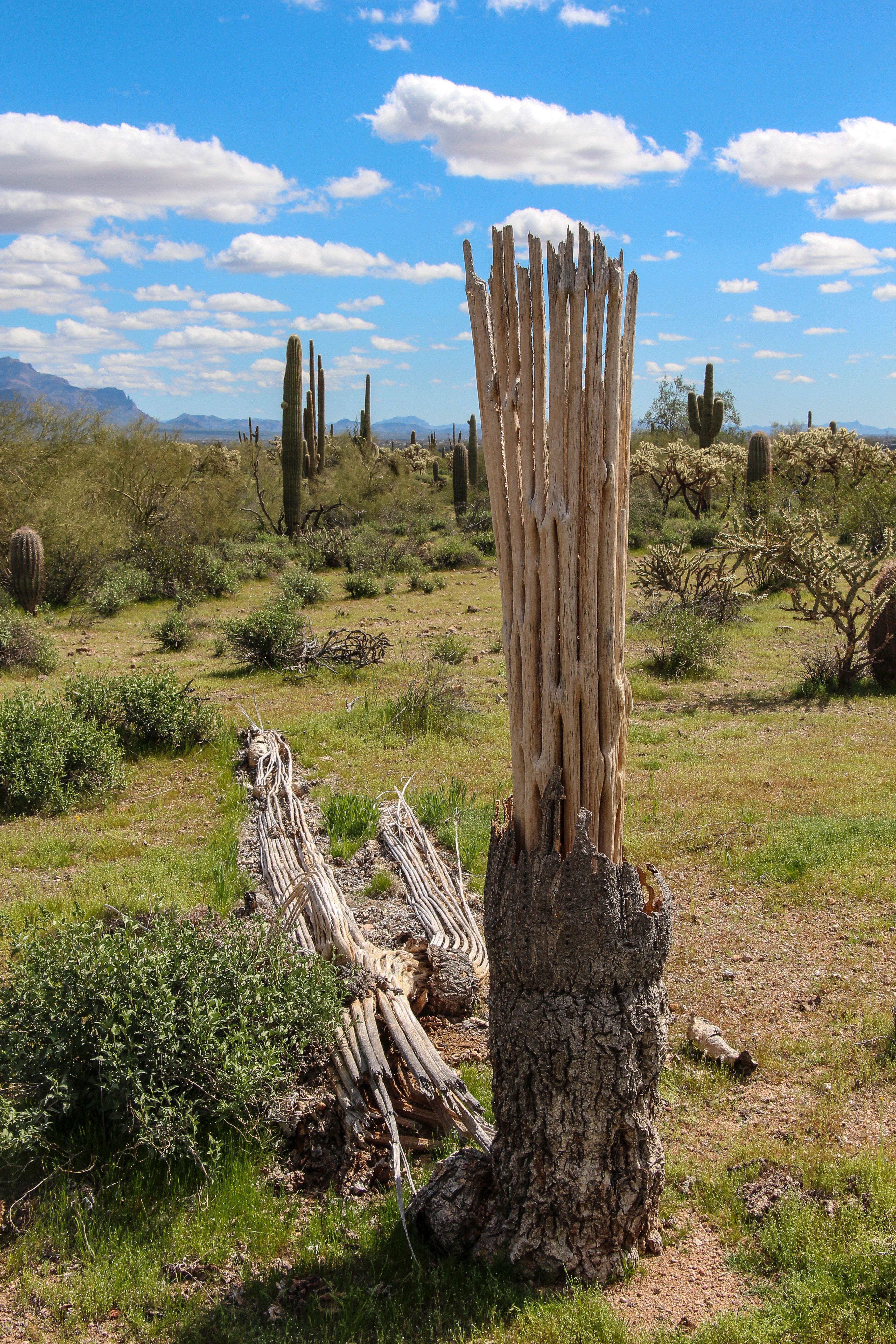 Cactus Plants In The Desert · Free Stock Photo
