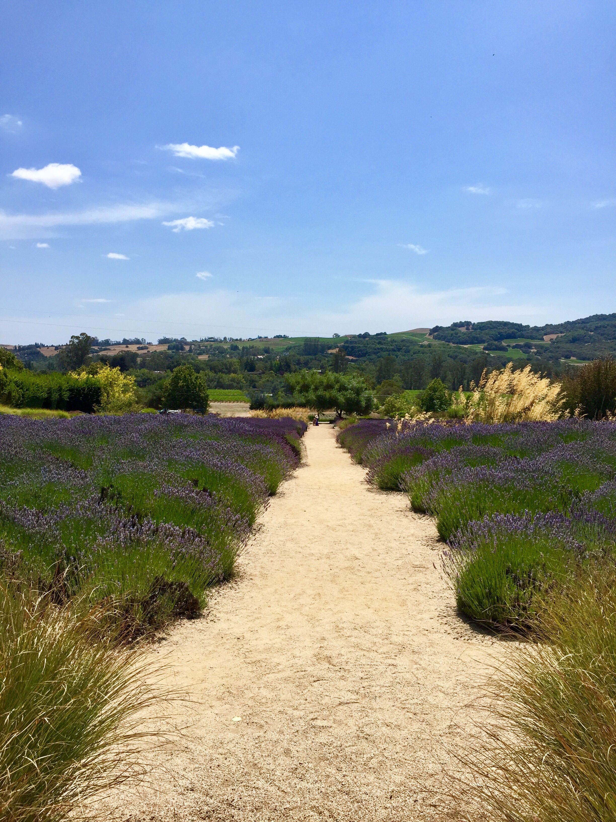 Lavender Field during Daytime · Free Stock Photo