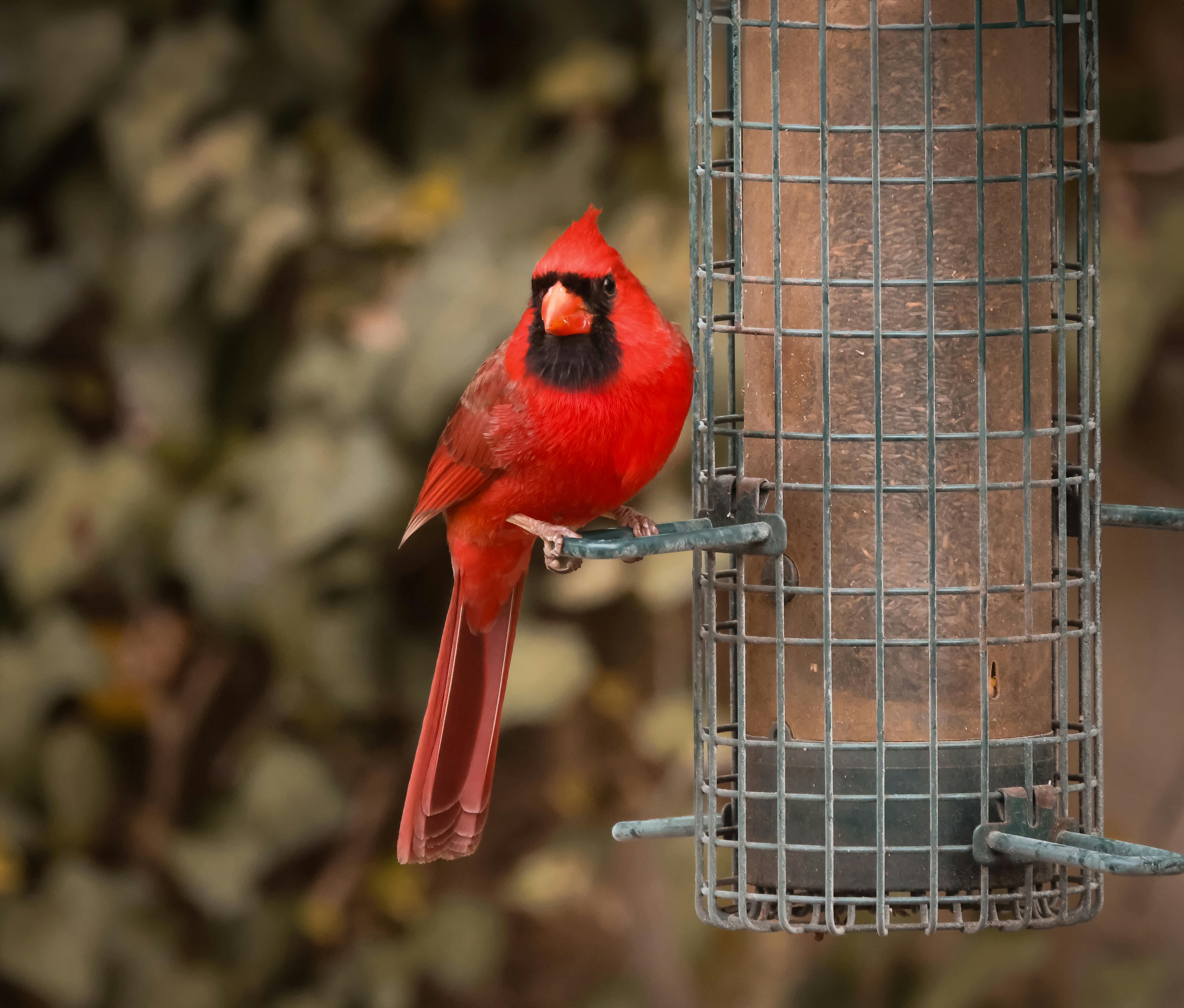 Close-up of a Northern Cardinal · Free Stock Photo