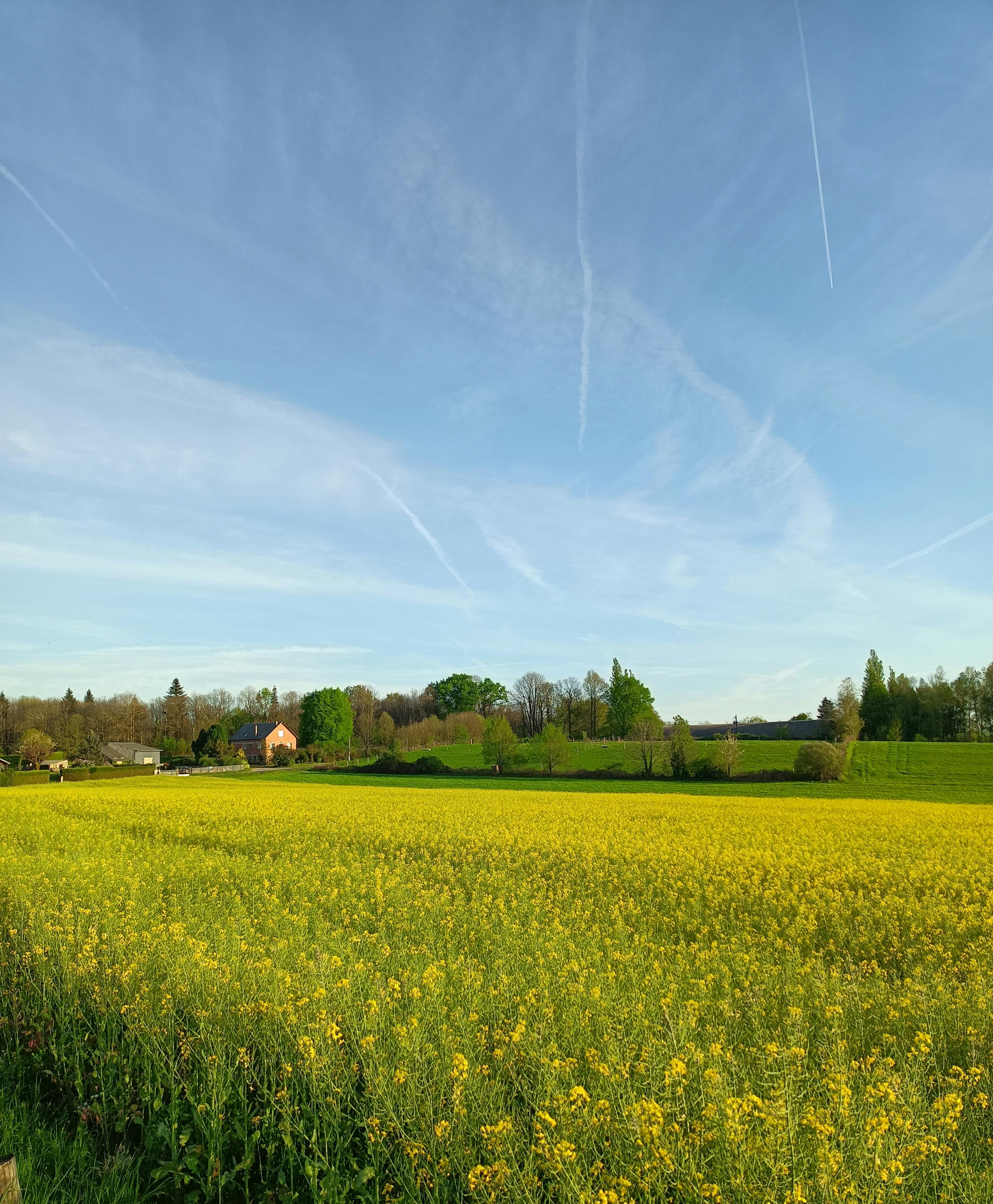 Panoramic View of Green Bushes · Free Stock Photo