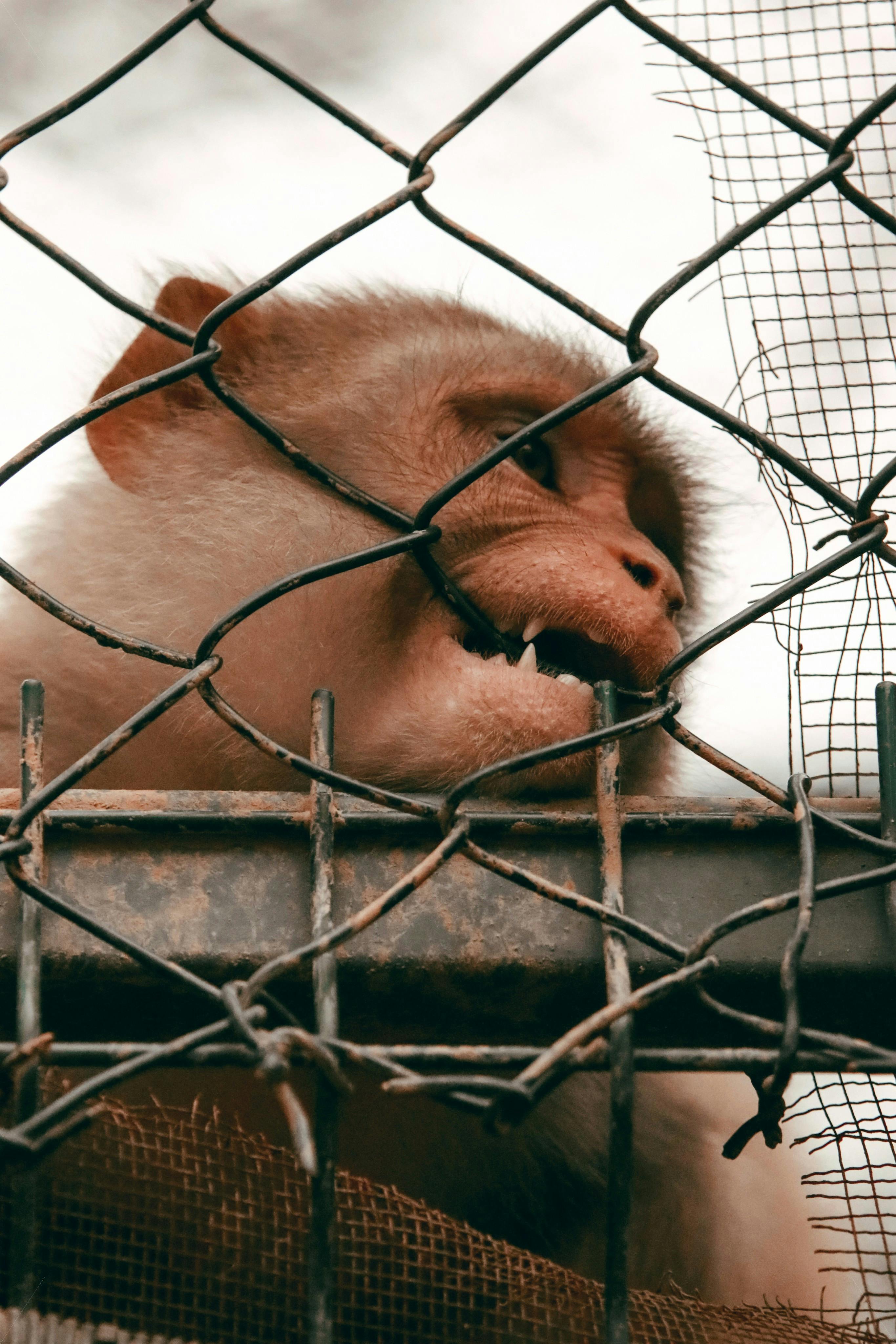 Monkey Biting Chain Link Cage · Free Stock Photo