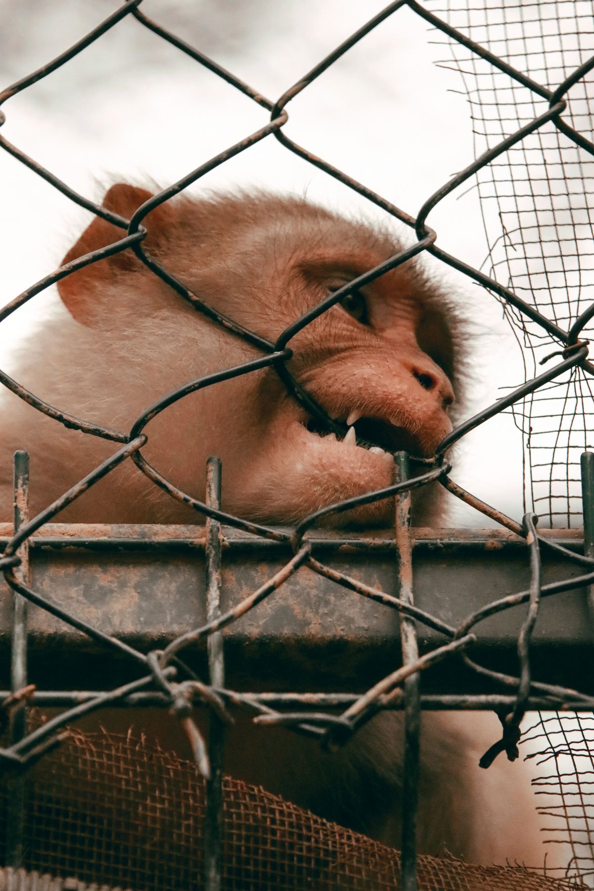 Monkey Teeth Photos, Download The BEST Free Monkey Teeth Stock Photos ...