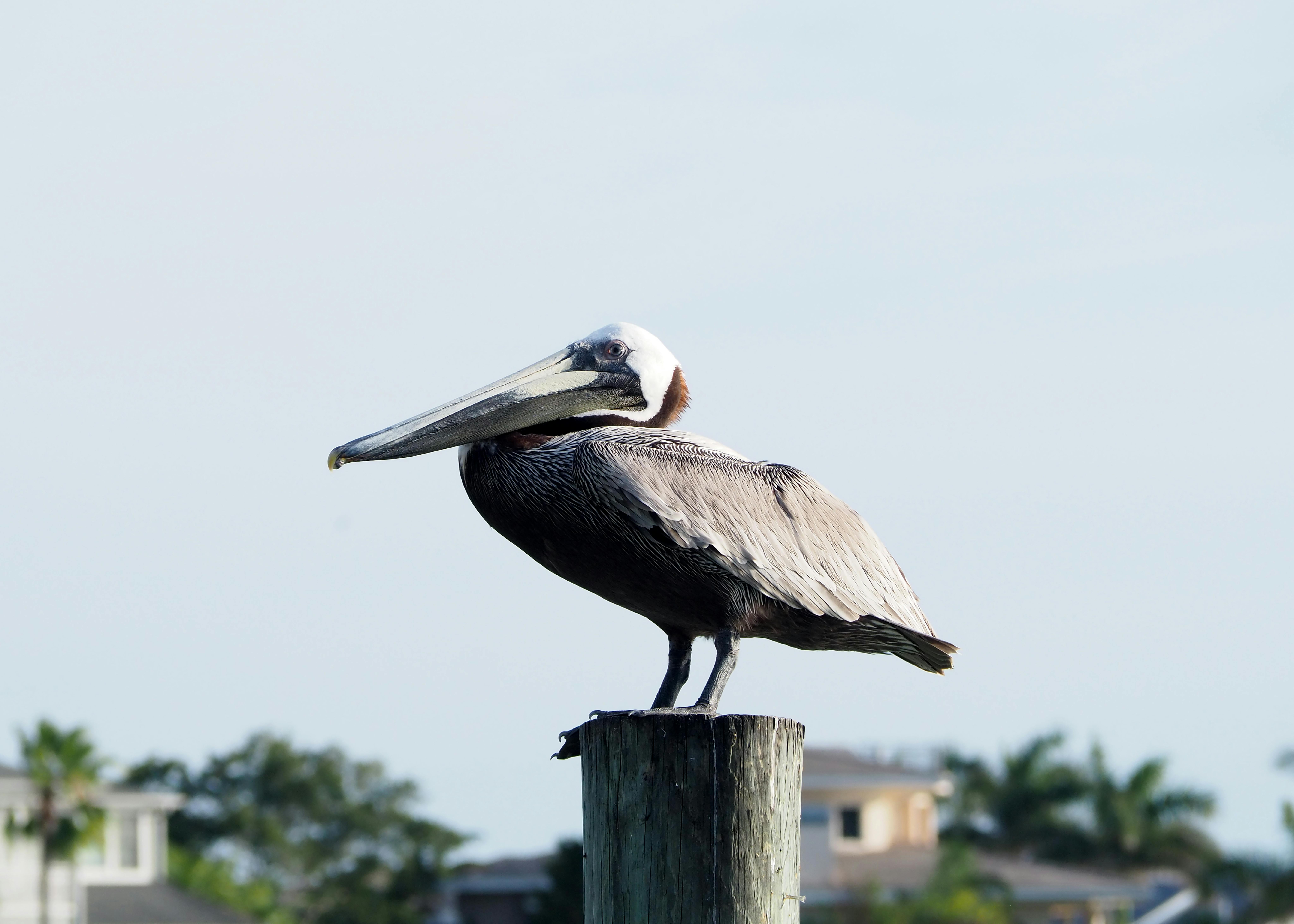 Gulf Goast Photos, Download The BEST Free Gulf Goast Stock Photos & HD ...