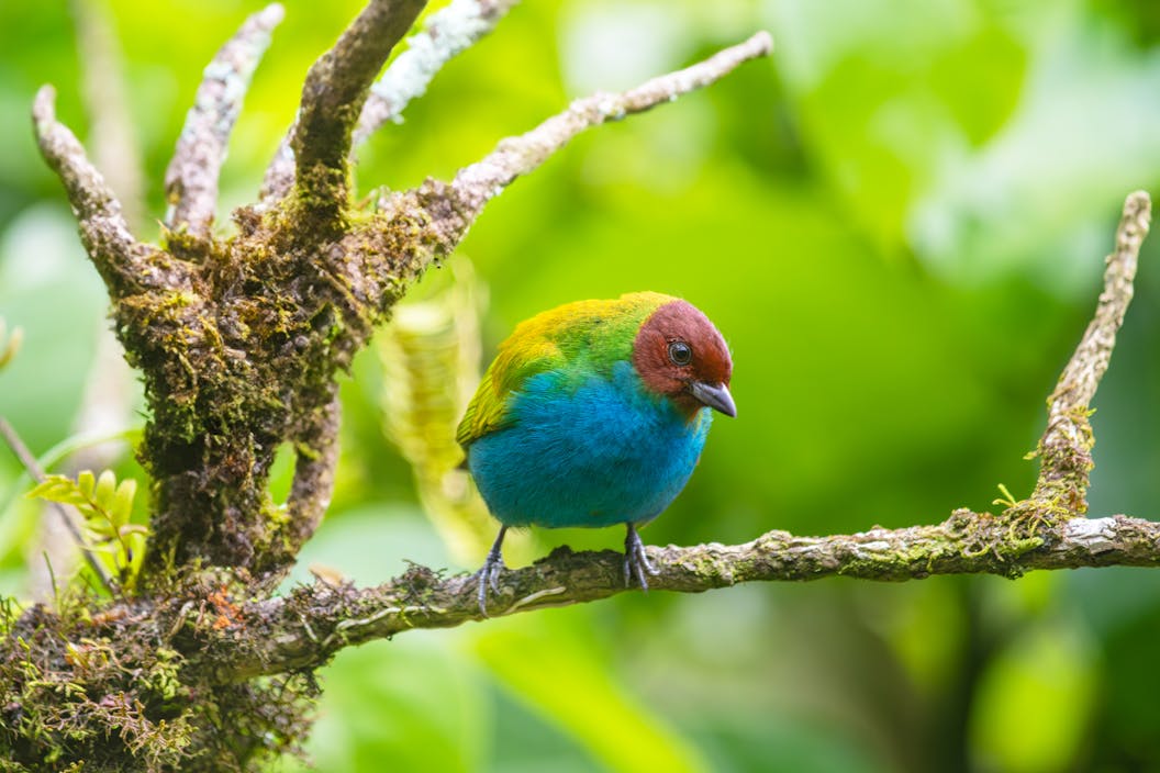 Amazon Rainforest Birds: Life, Threats, and Hope