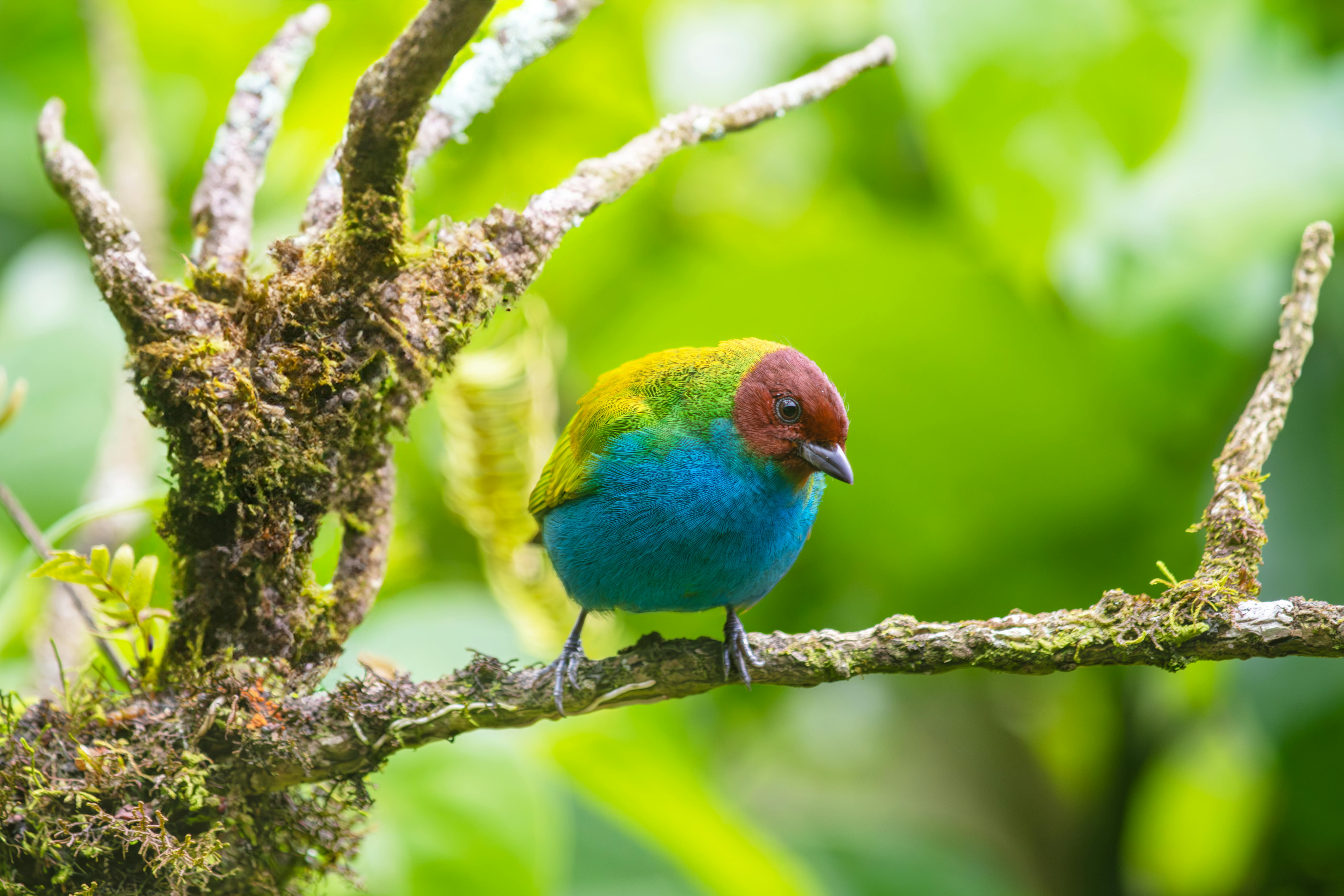 A Multi Colored Bird · Free Stock Photo