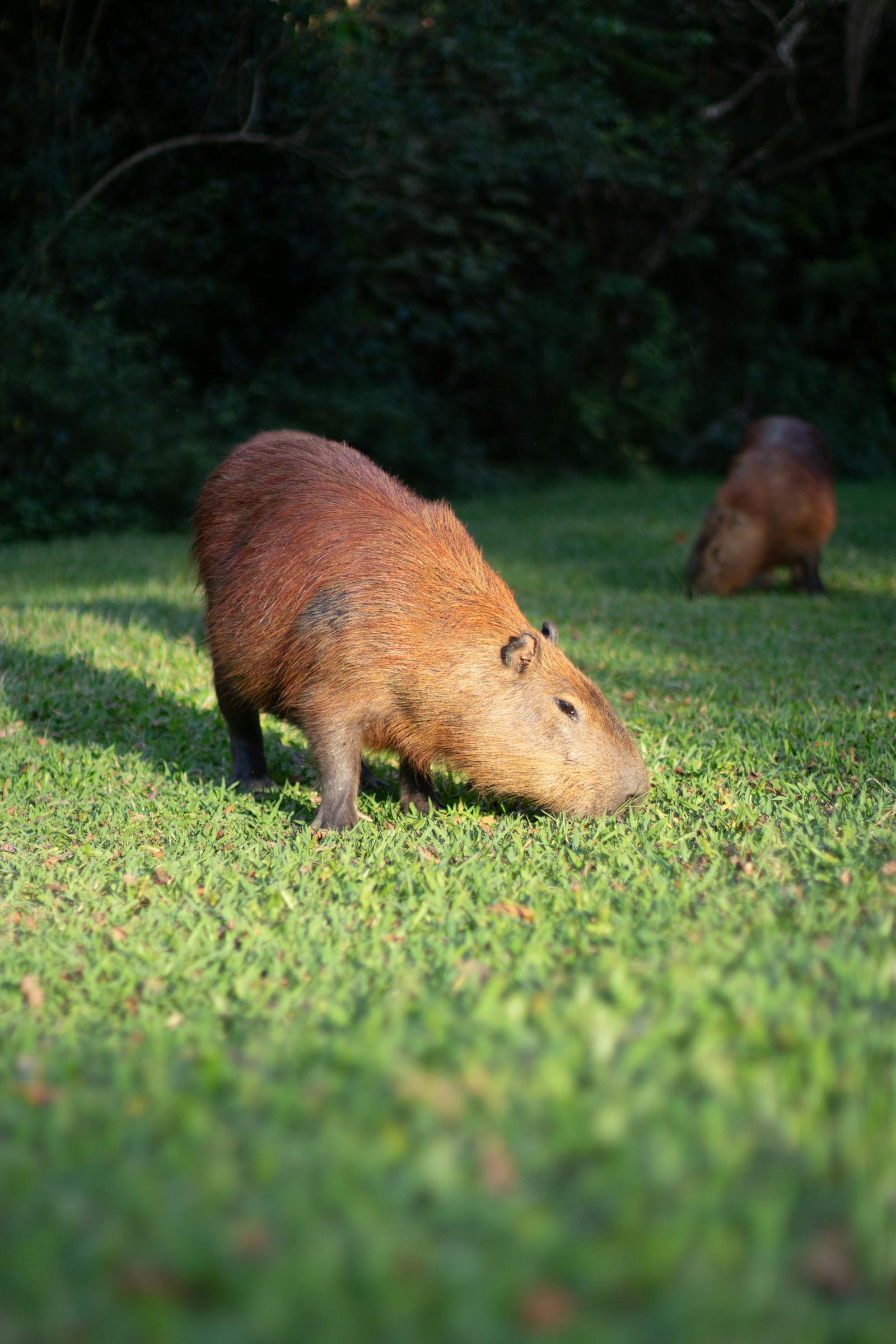 Animated Capybara Photos, Download The BEST Free Animated Capybara ...