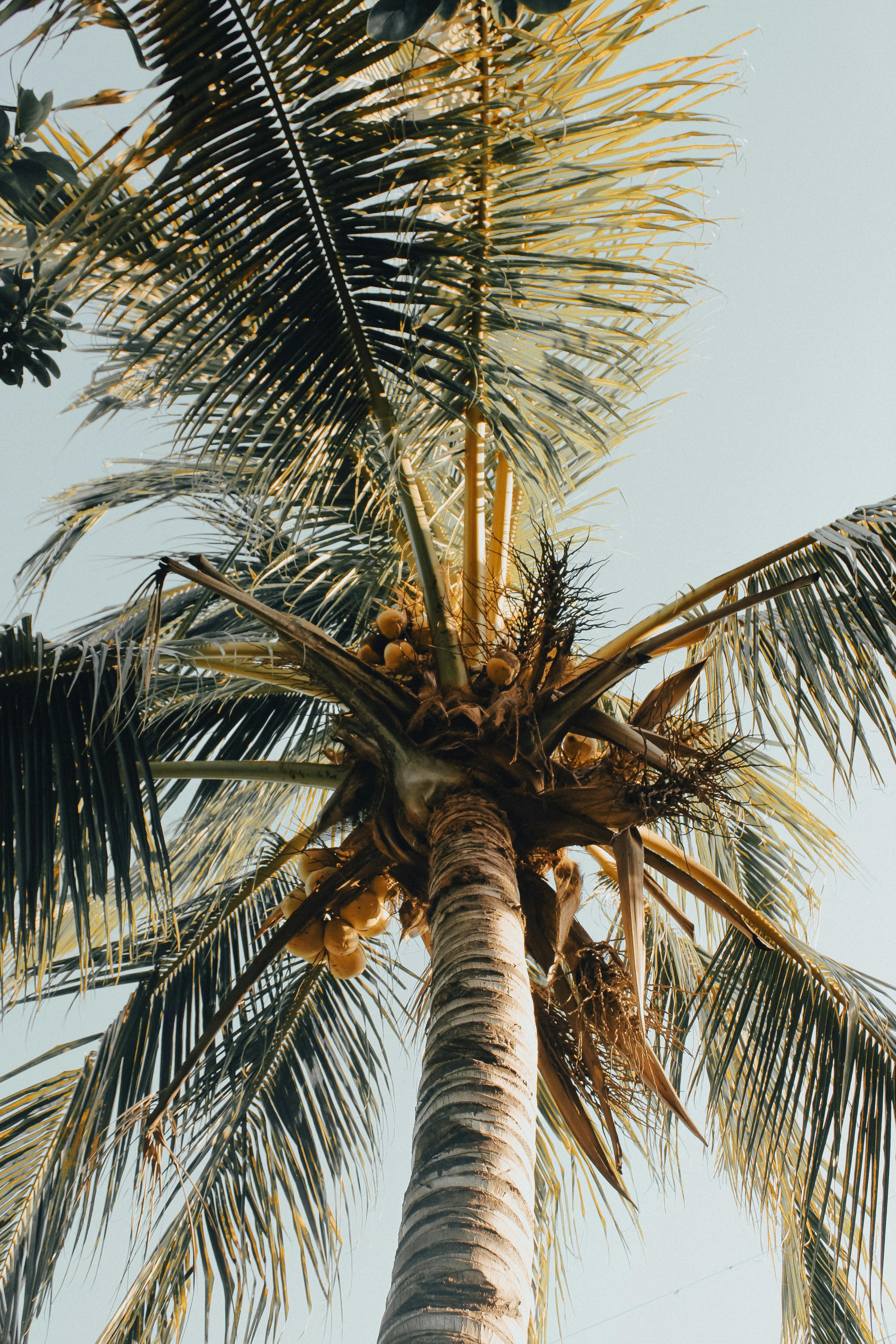 Single Palm Tree · Free Stock Photo