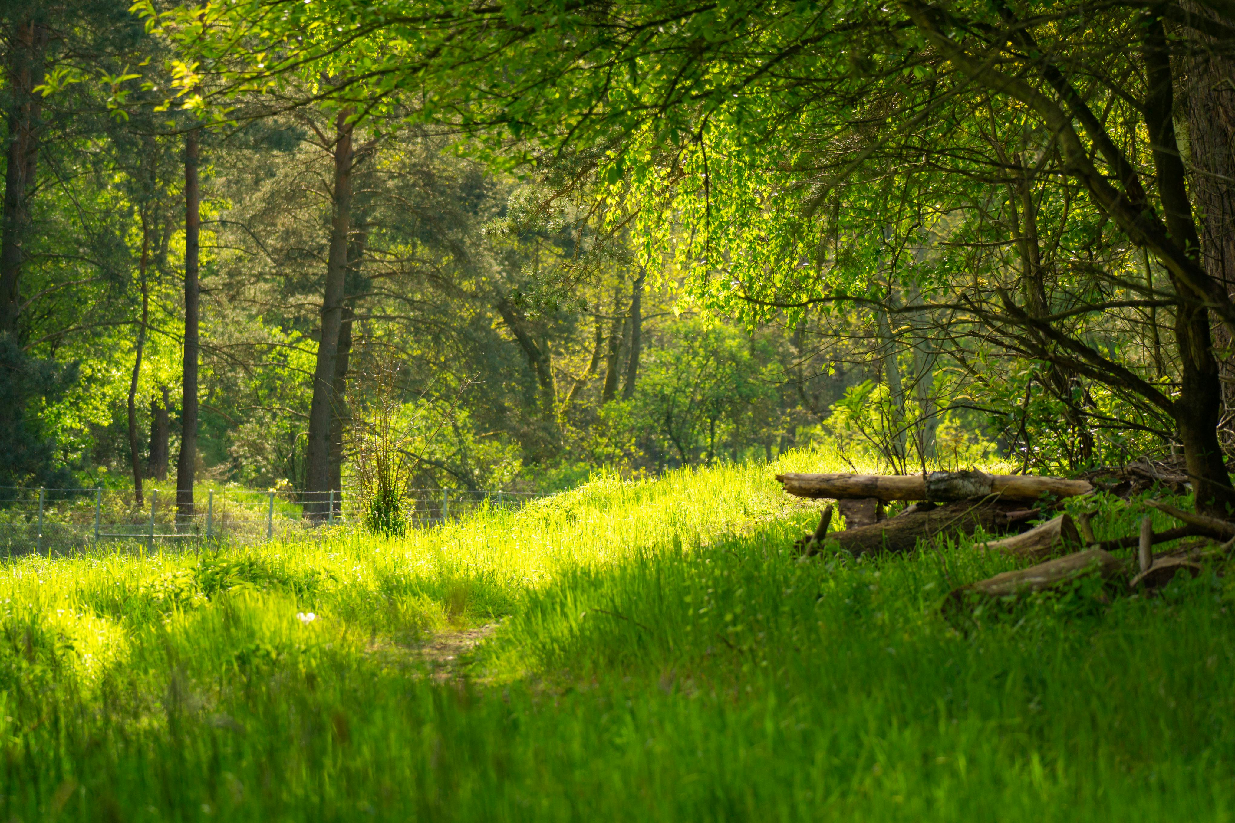 Serene Spring Forest with Sunlit Pathway · Free Stock Photo