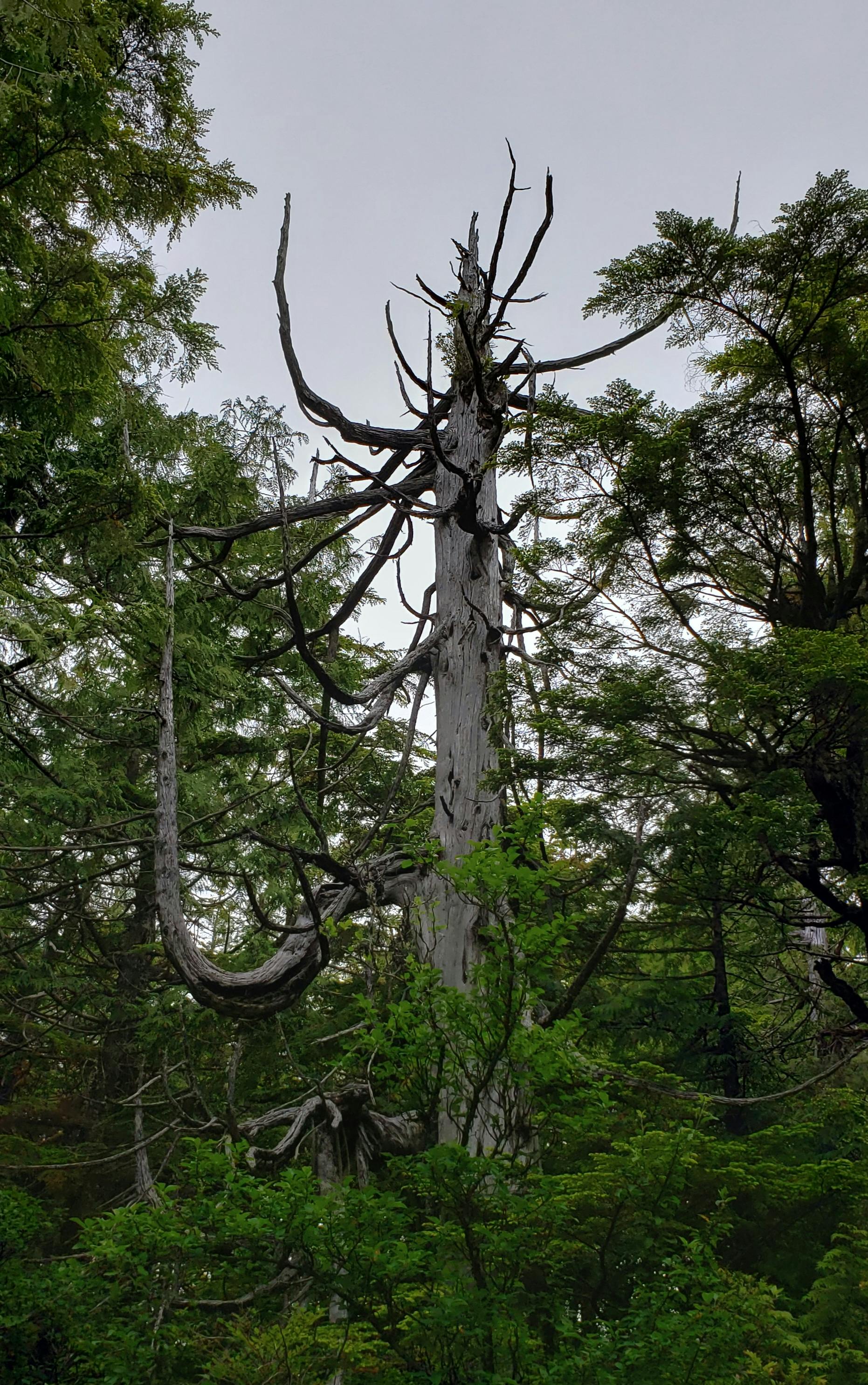Withered Tree in Forest · Free Stock Photo