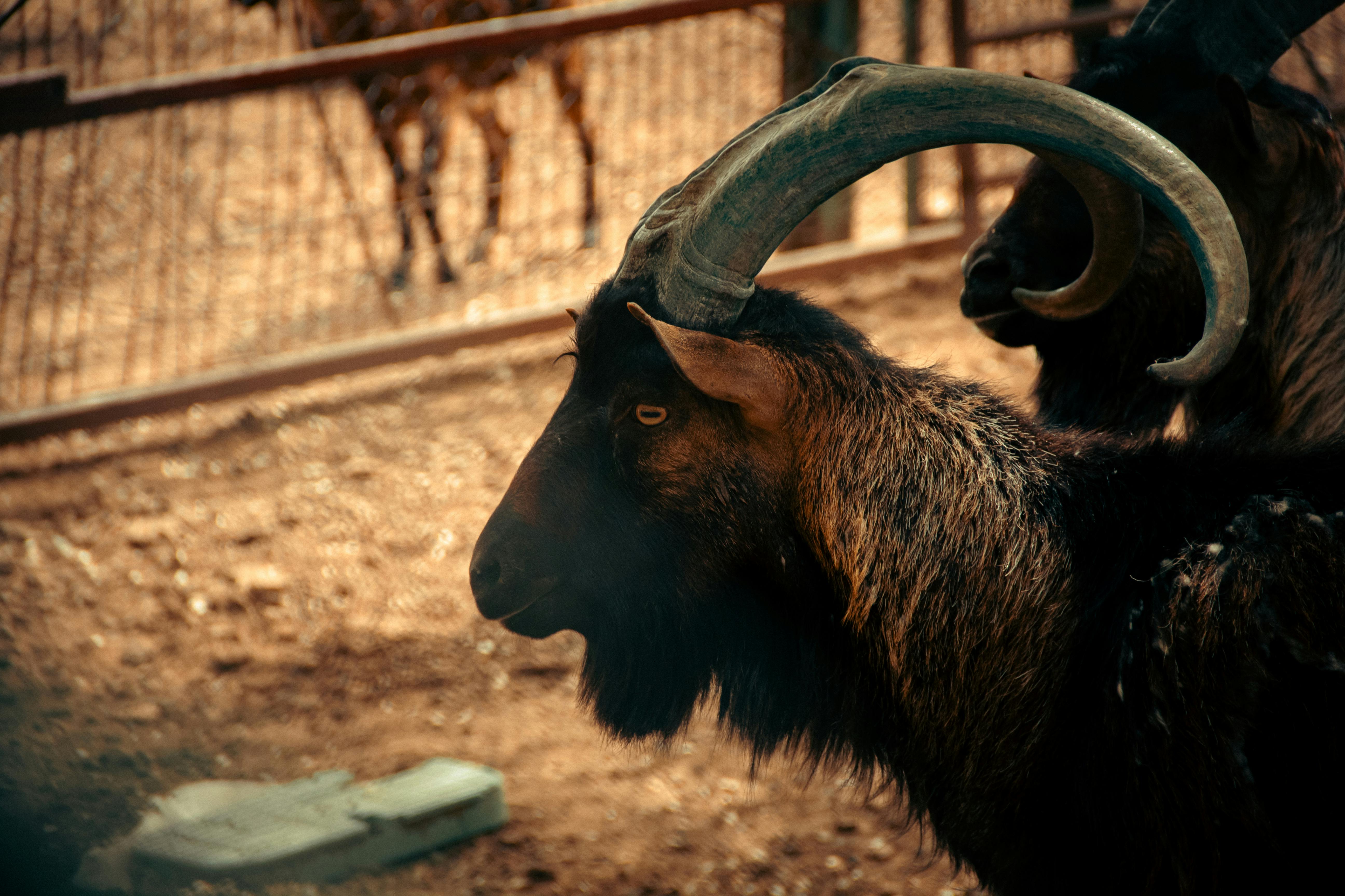 Goat at Farm · Free Stock Photo