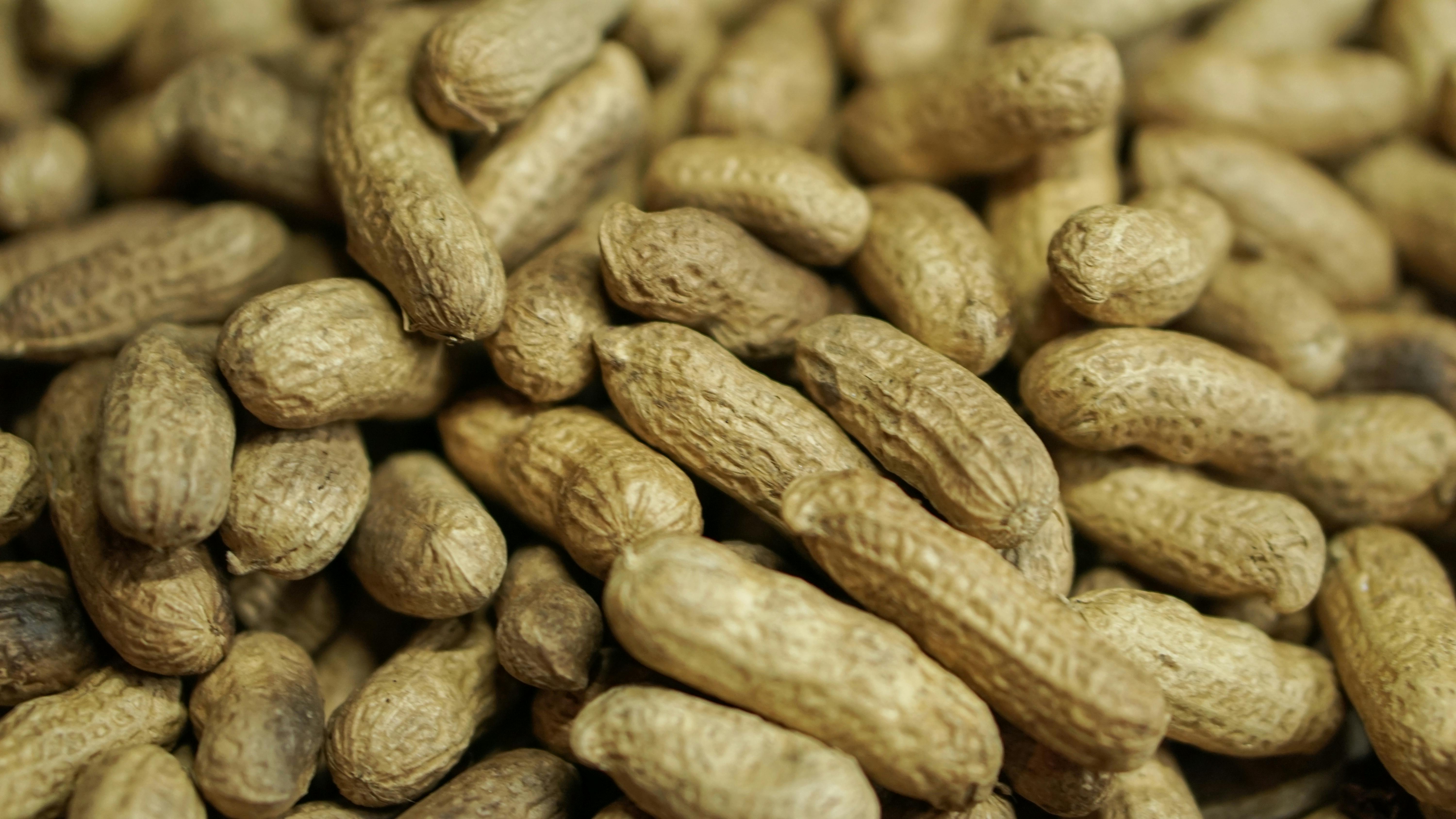 Free stock photo of bangladeshi penut, penut, penuts