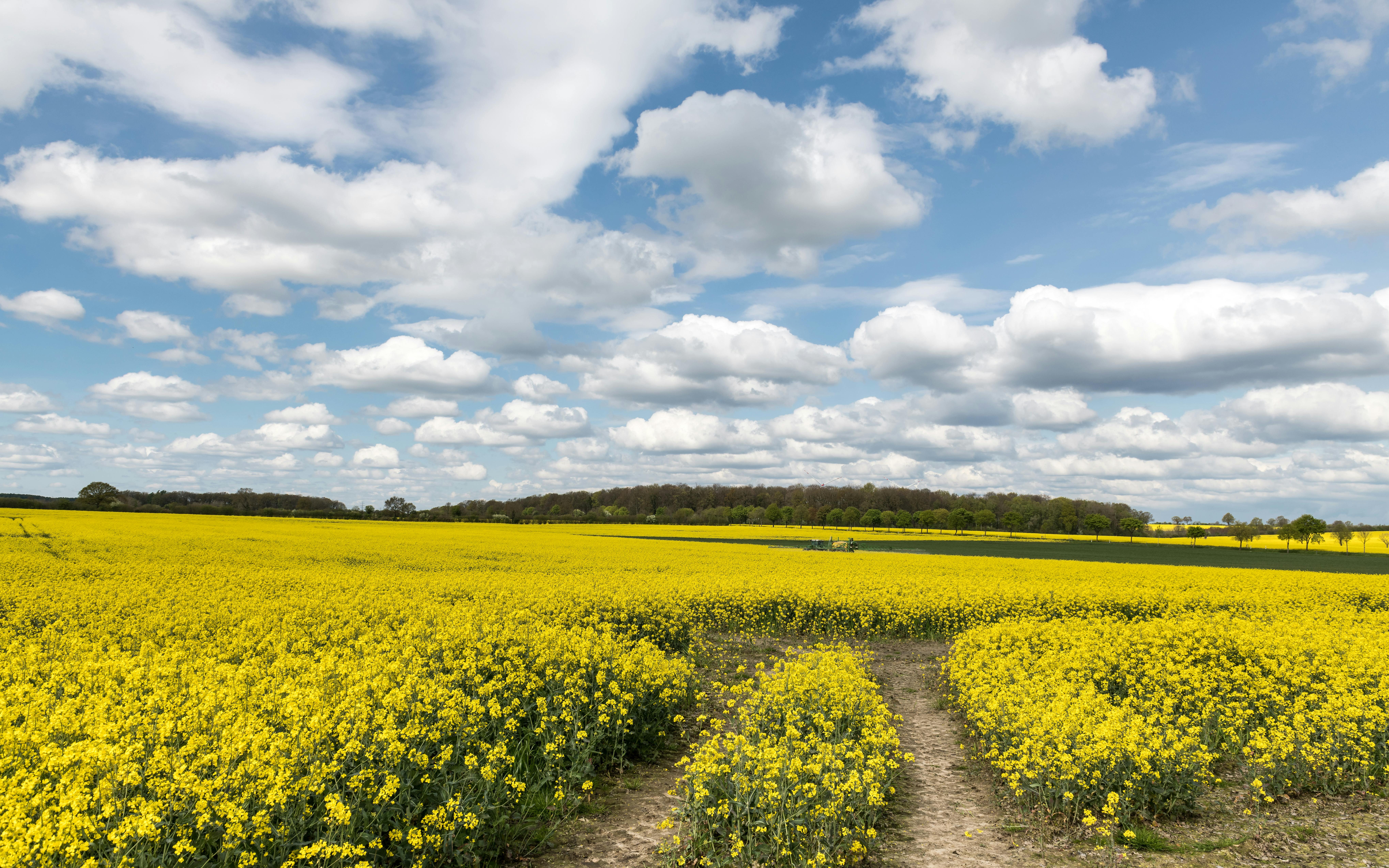 Yellow Rapeseed Field in Countryside · Free Stock Photo