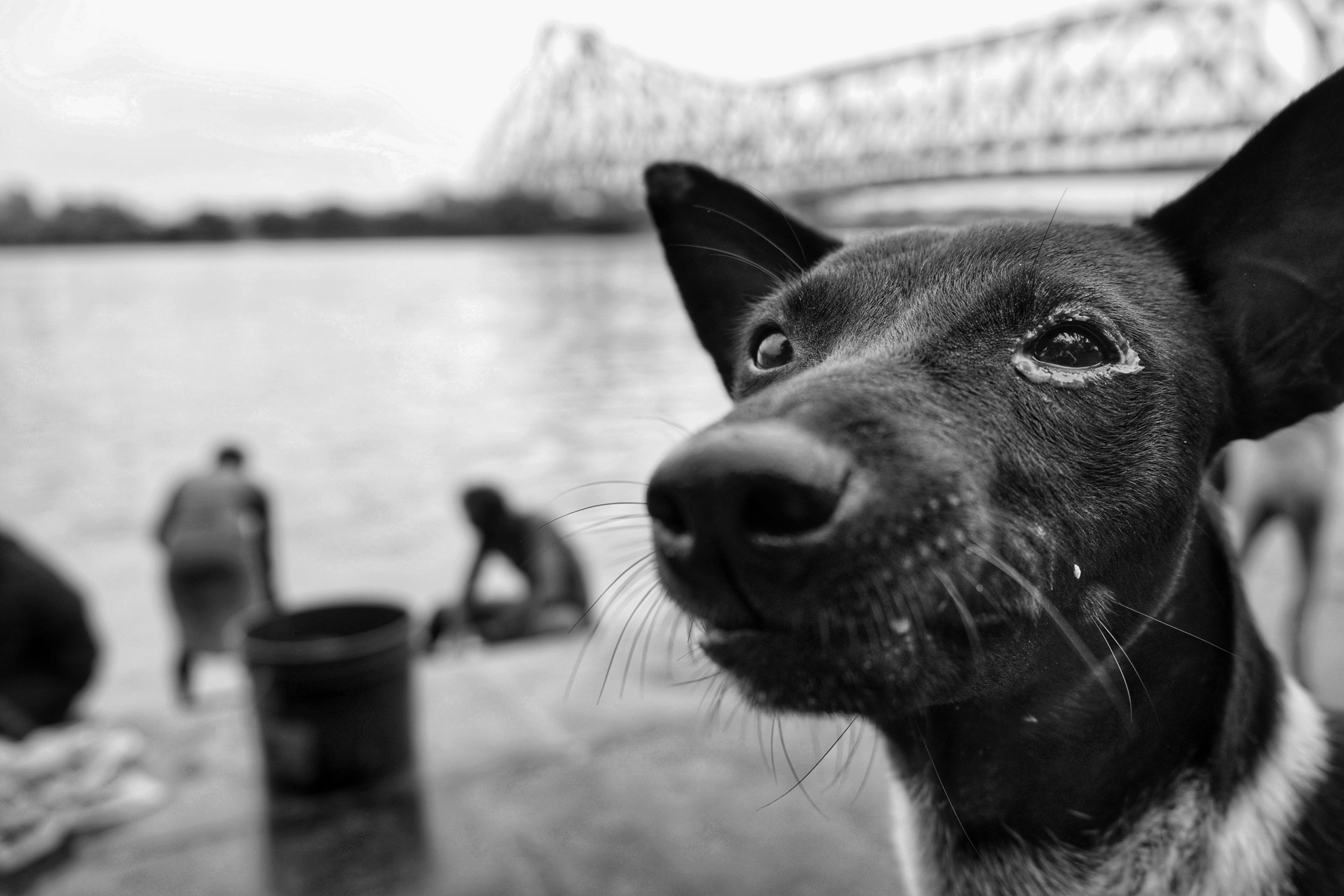 Head of Dog in Black and White · Free Stock Photo