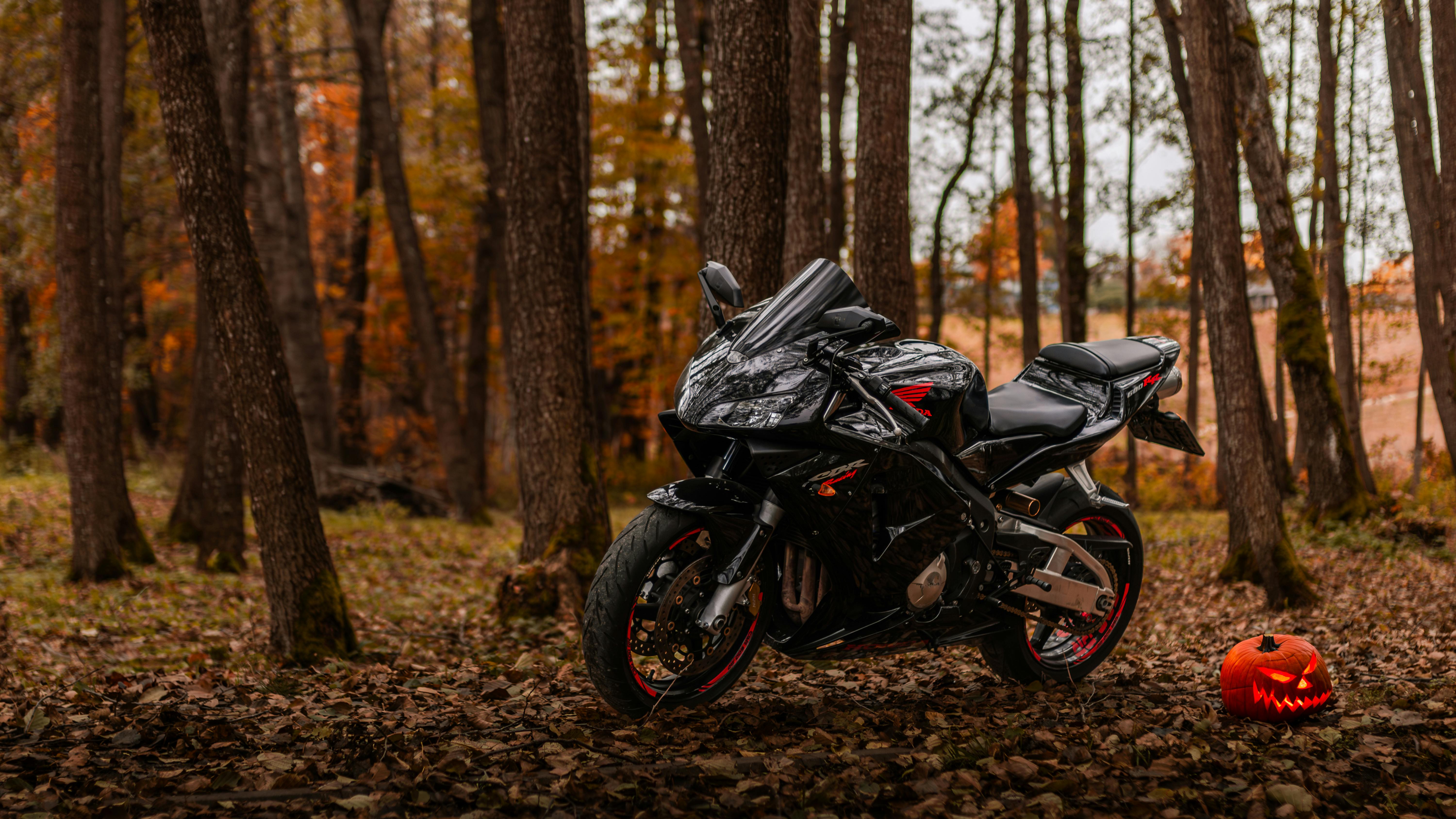Honda Motorcycle and Halloween Pumpkin in Forest in Autumn · Free Stock ...