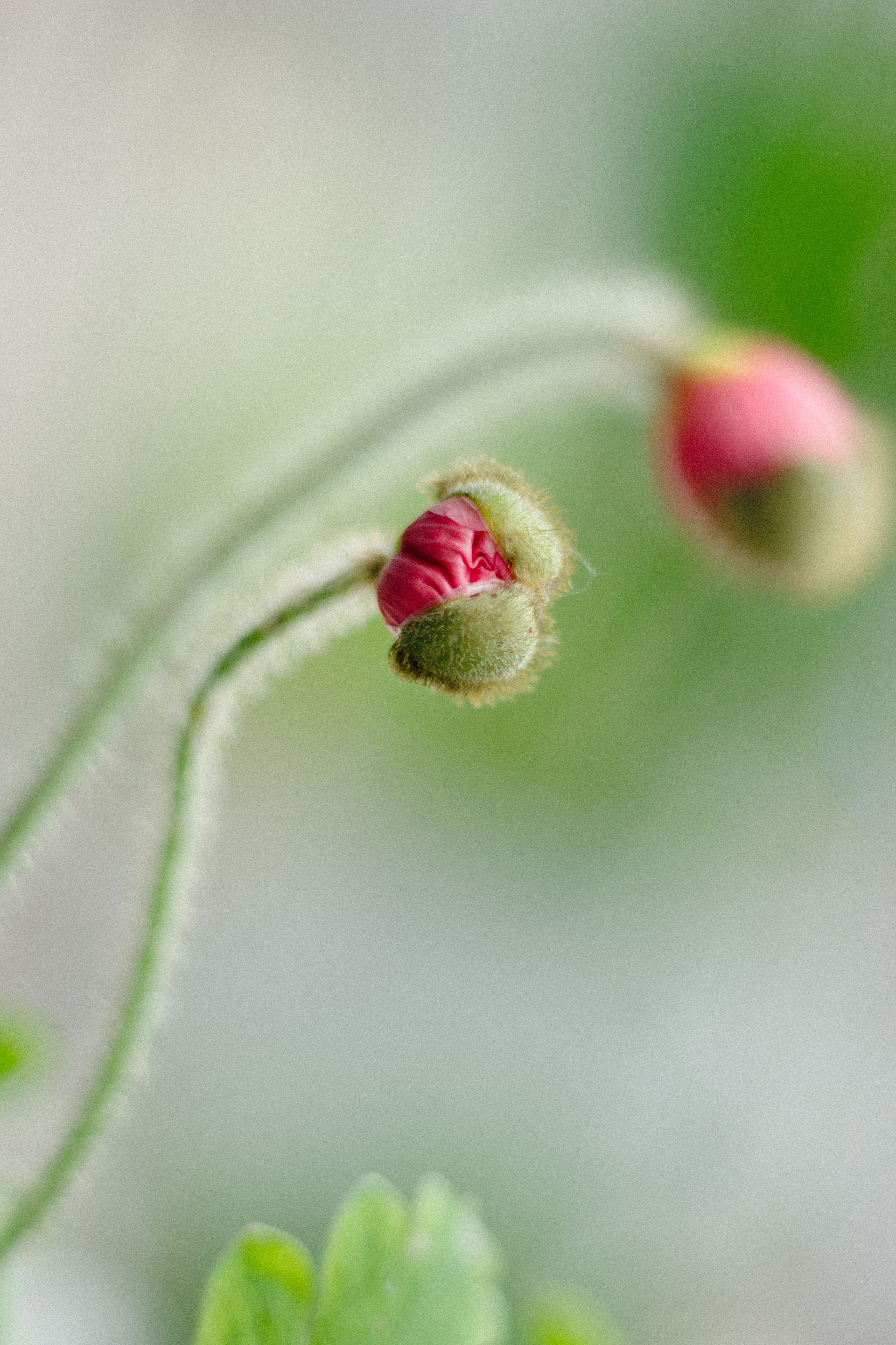Buds of Flowers · Free Stock Photo