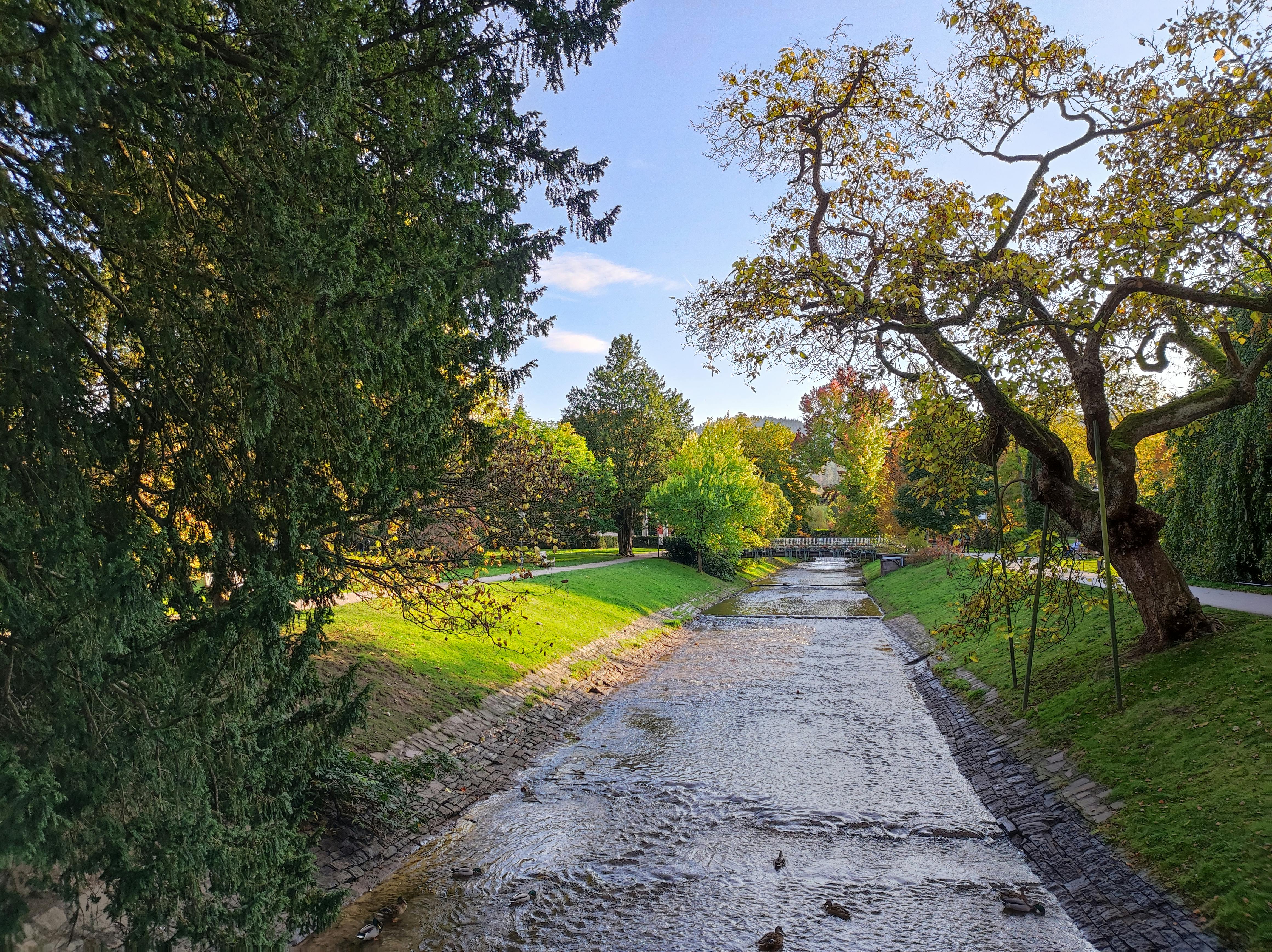 Trees around River in Park · Free Stock Photo
