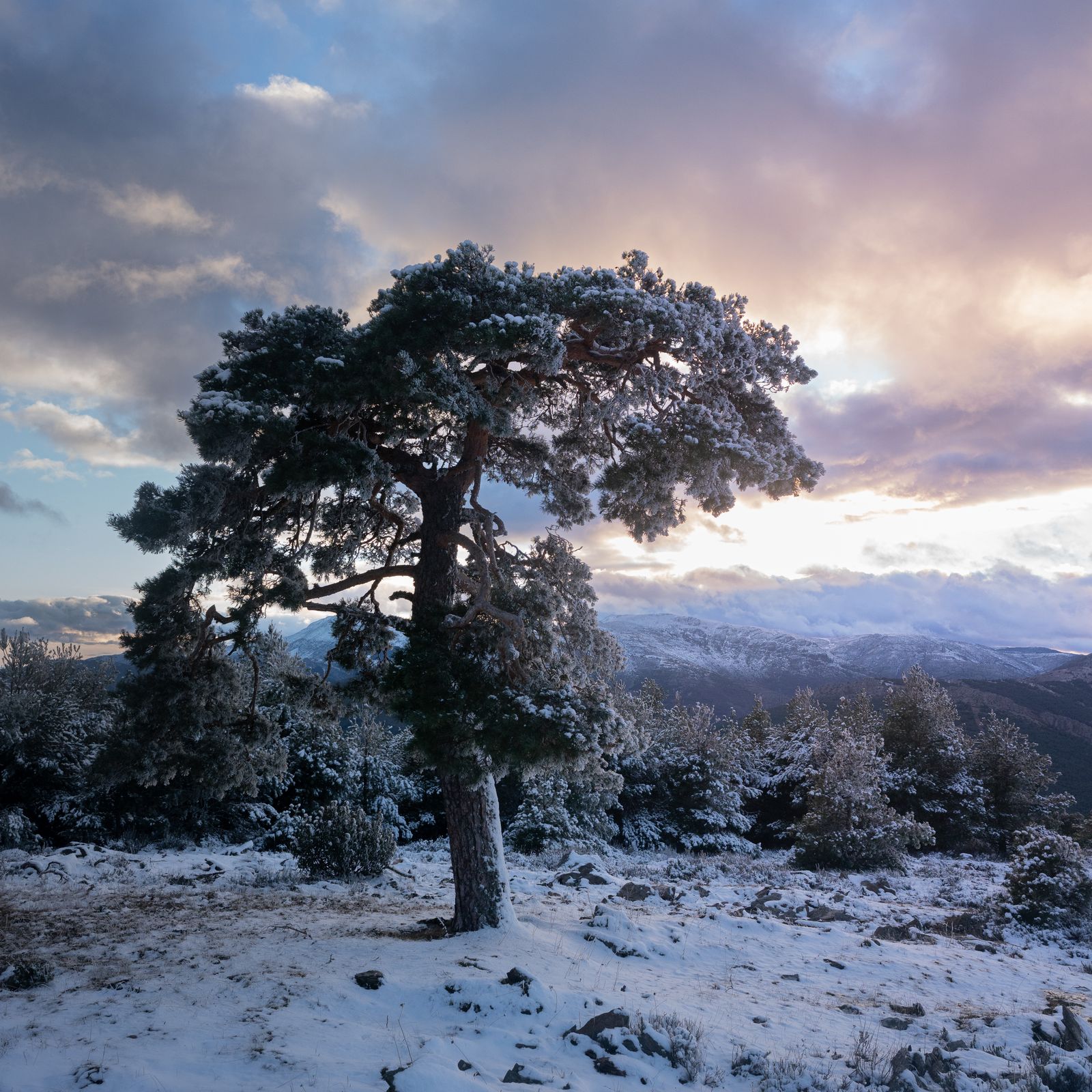 Snow Laden Trees Photos, Download The BEST Free Snow Laden Trees Stock ...