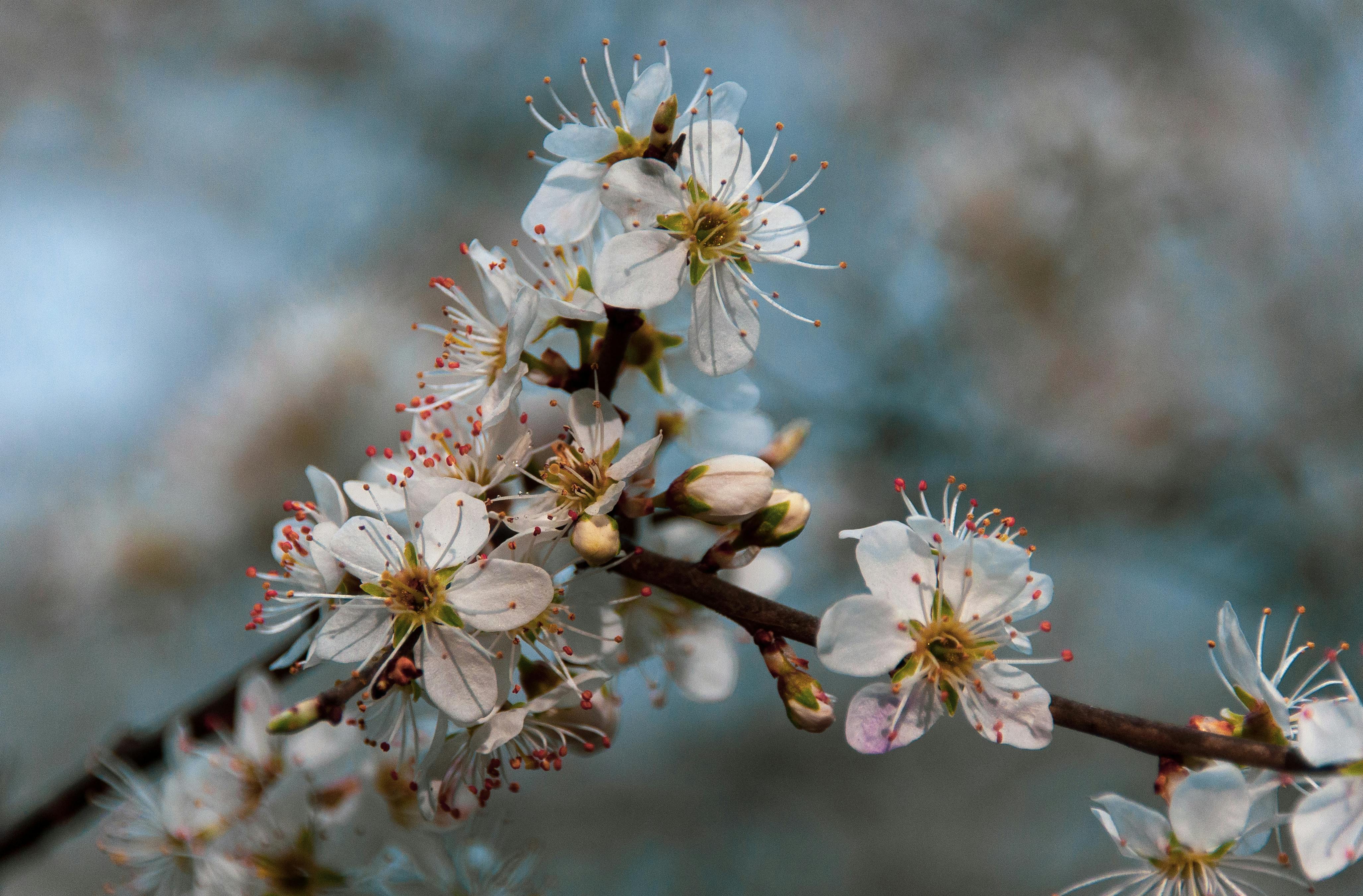 Cherry Plum Sparletta Photos, Download The BEST Free Cherry Plum ...