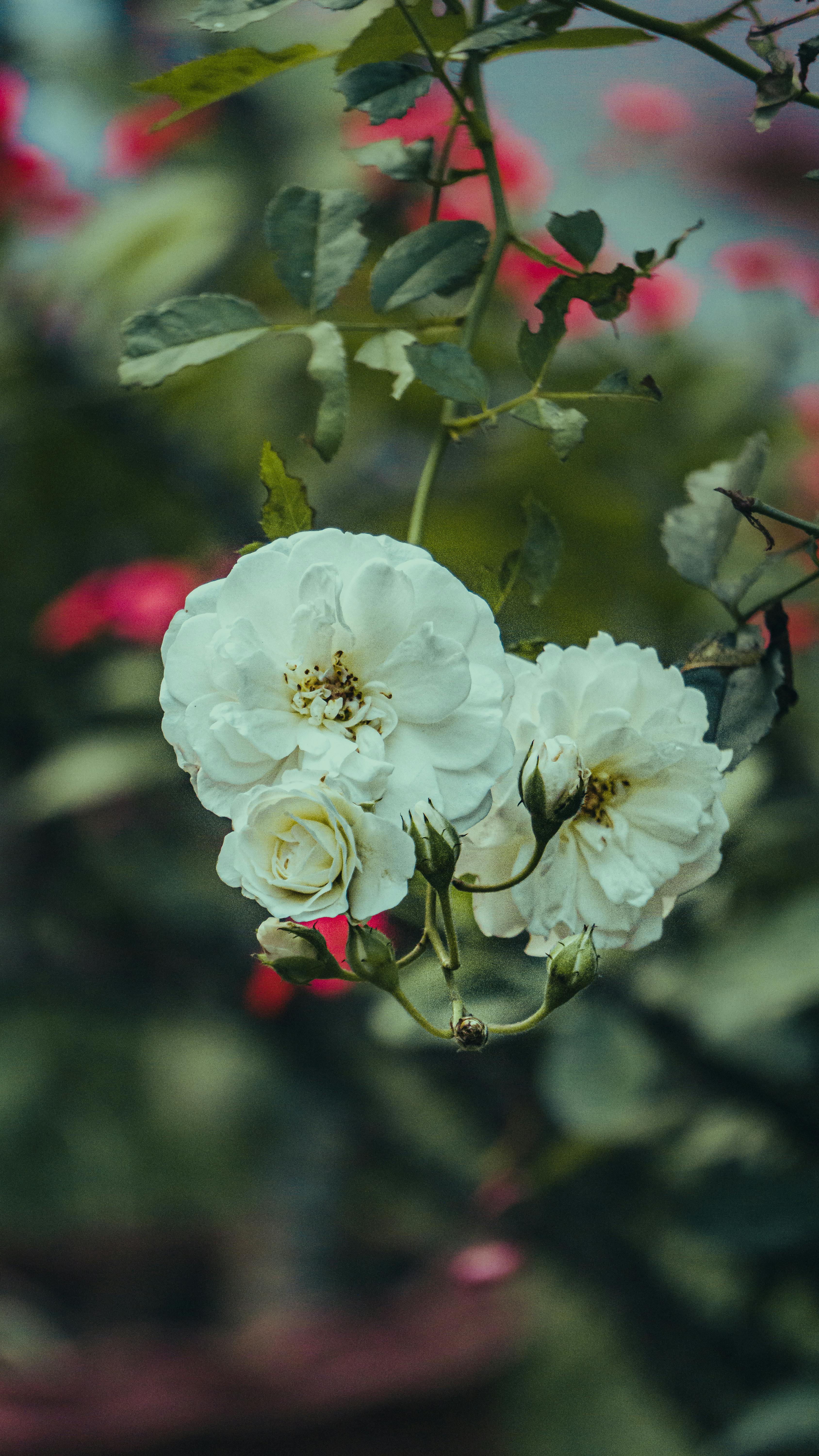 White Roseleaf Raspberry Flowers · Free Stock Photo