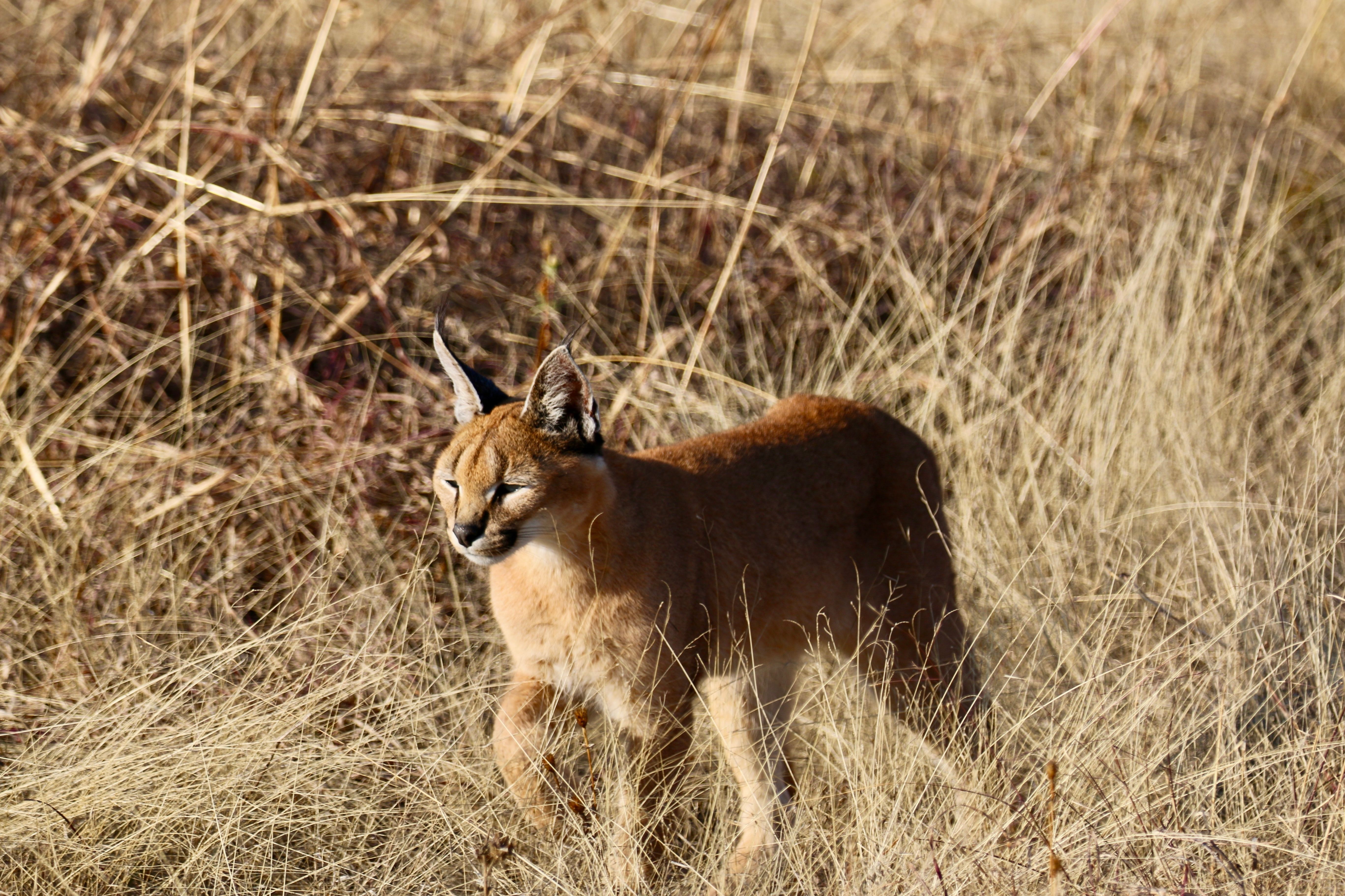 Brown Caracal Standing on Grass Field · Free Stock Photo