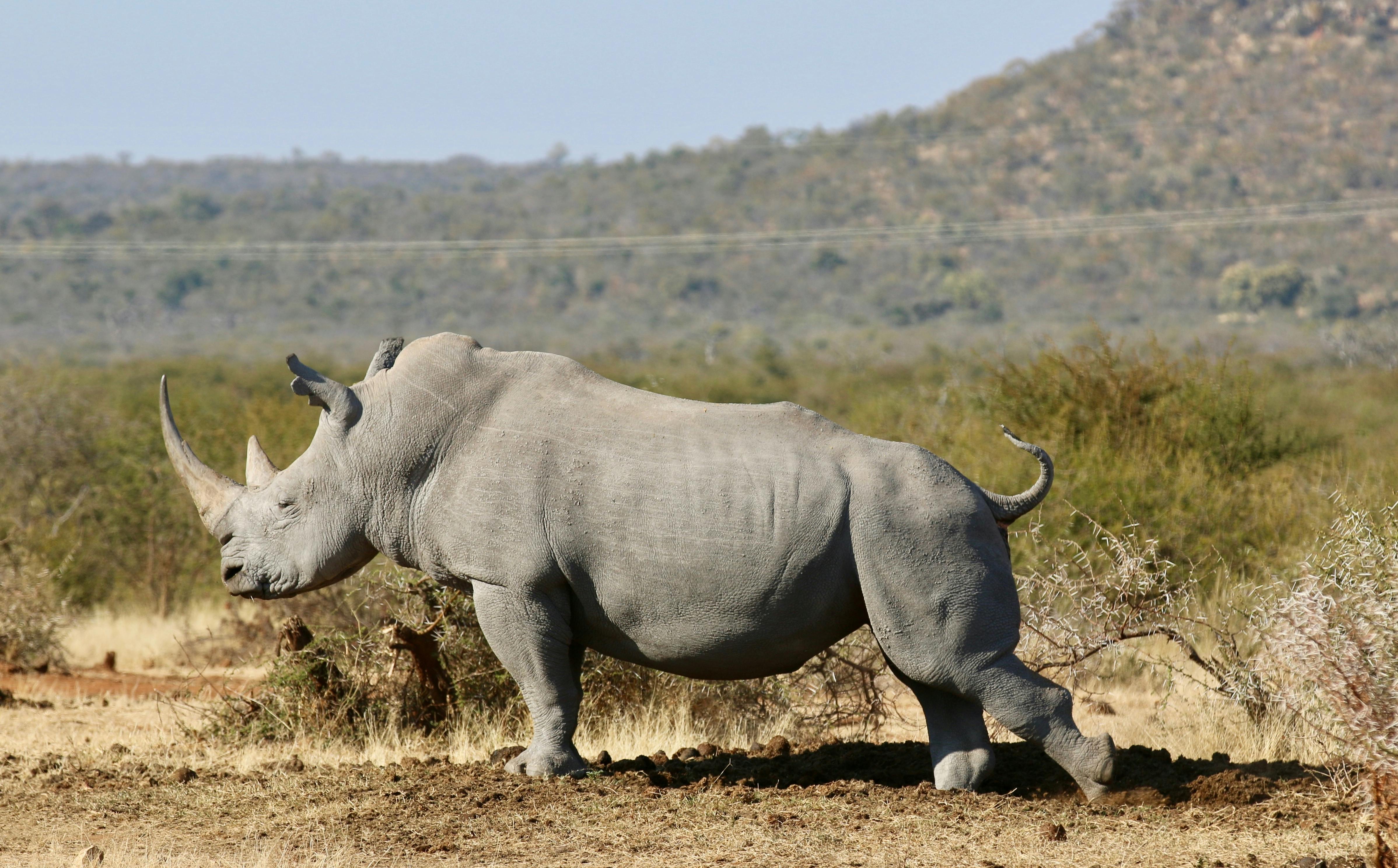 Gray Rhinoceros on Brown Field · Free Stock Photo