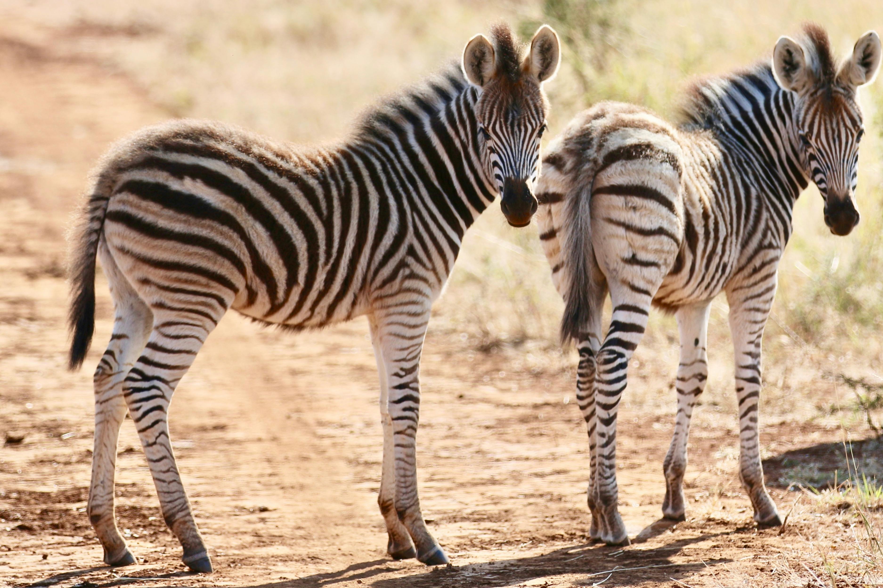 10,000+ Best Baby Zebra Photos · 100% Free Download · Pexels Stock Photos