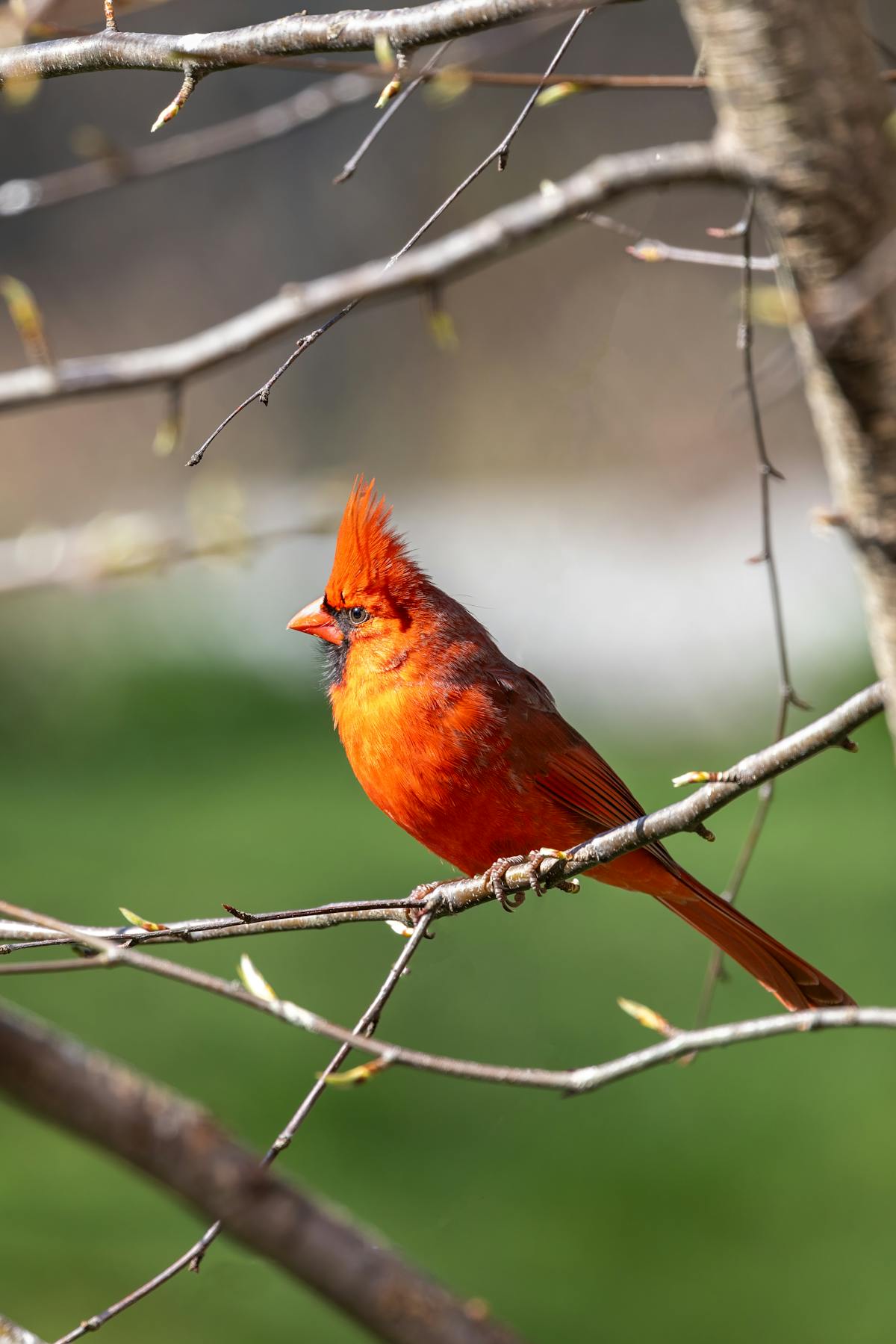 Cardinal Photos, Download The BEST Free Cardinal Stock Photos & HD Images