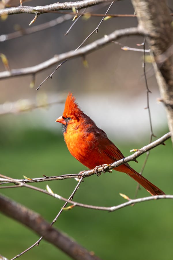 Cardinal Photos, Download The BEST Free Cardinal Stock Photos & HD Images