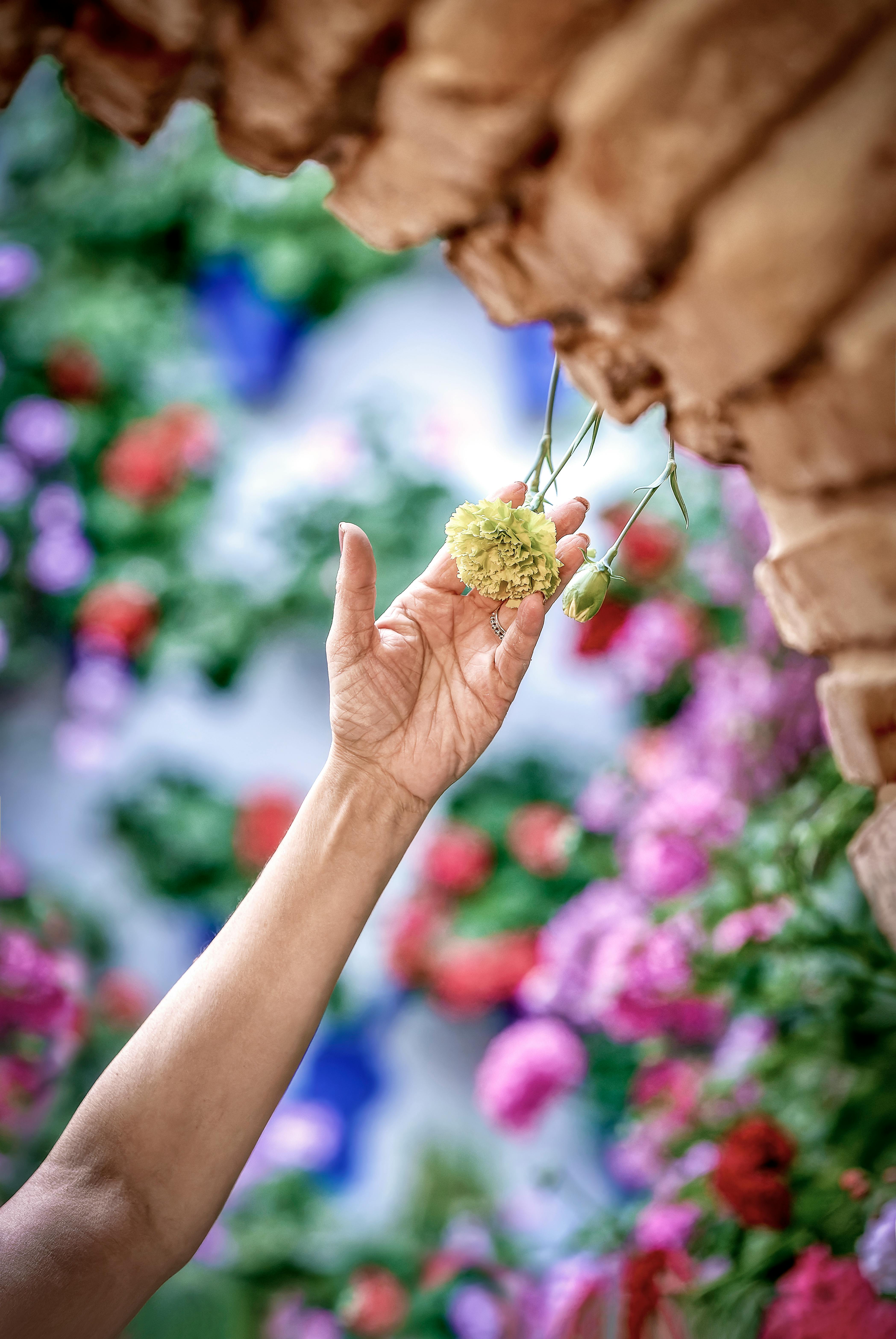 Hand Touching Flowers · Free Stock Photo
