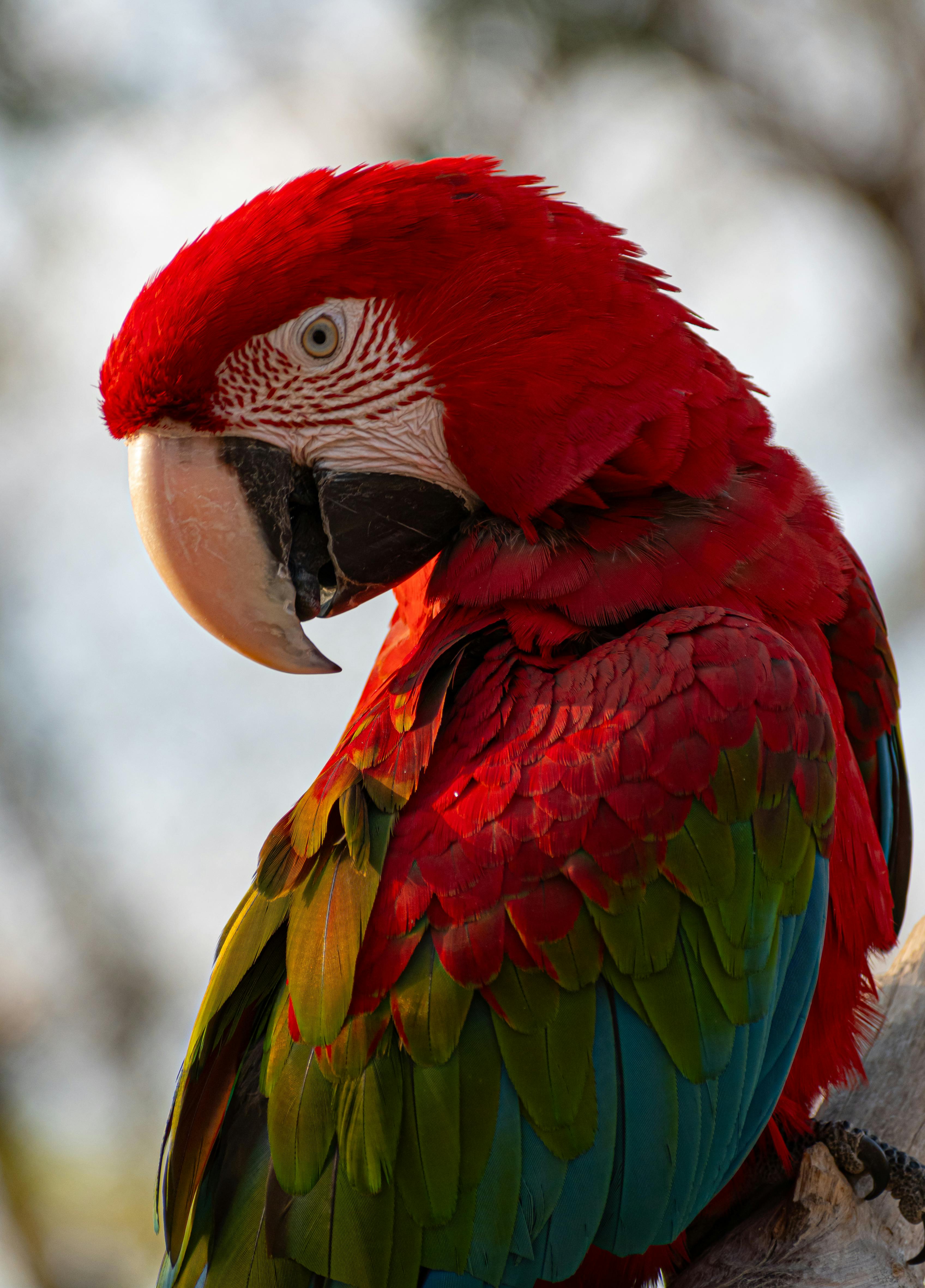 Colorful Macaw Parrot