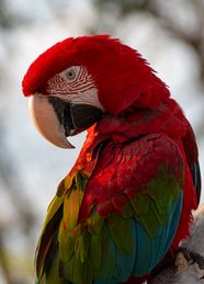 Colorful Macaw Parrot Colorful Macaw Parrot