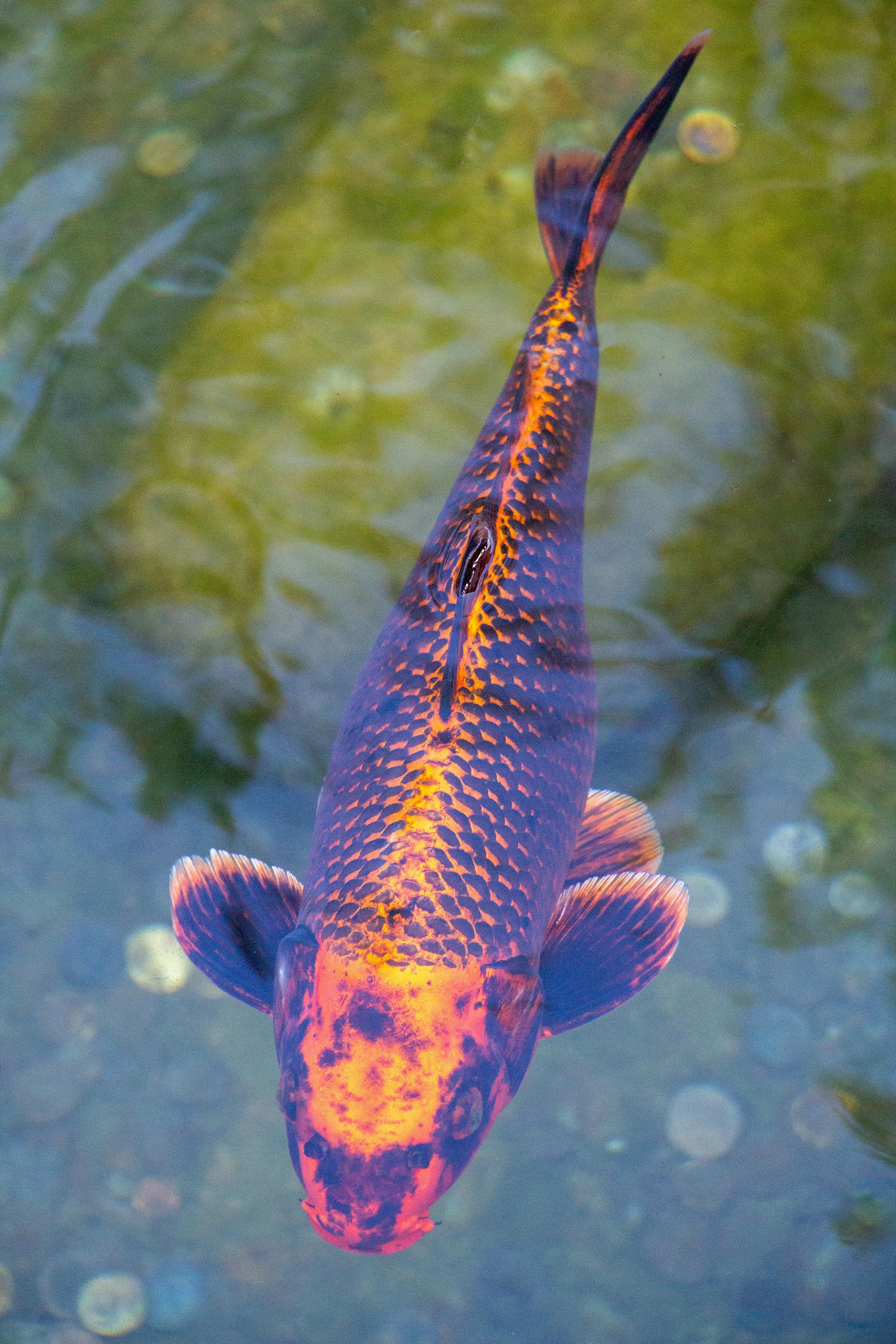 Koi Fish Swimming Underwater · Free Stock Photo