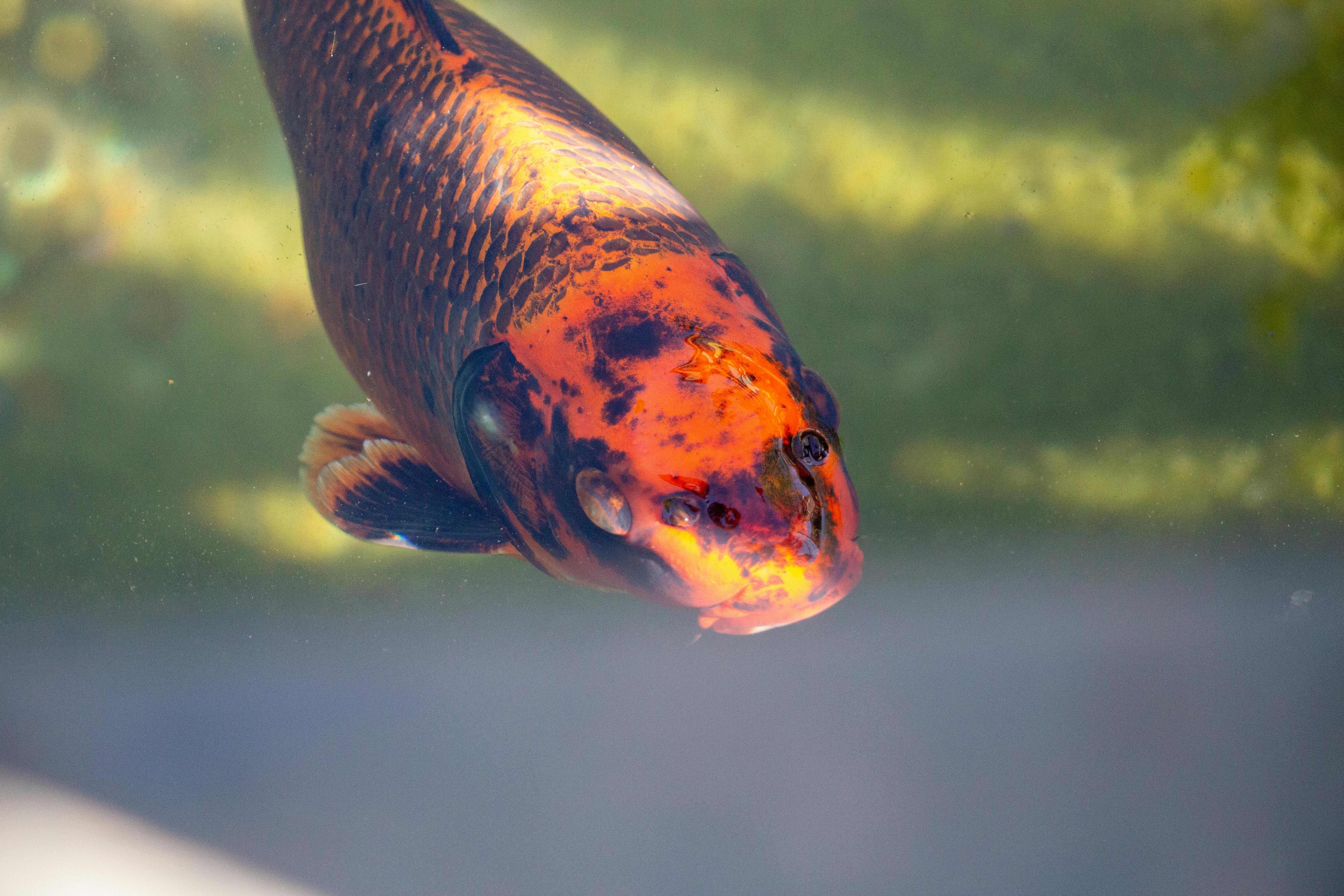 Red Carp in Water · Free Stock Photo