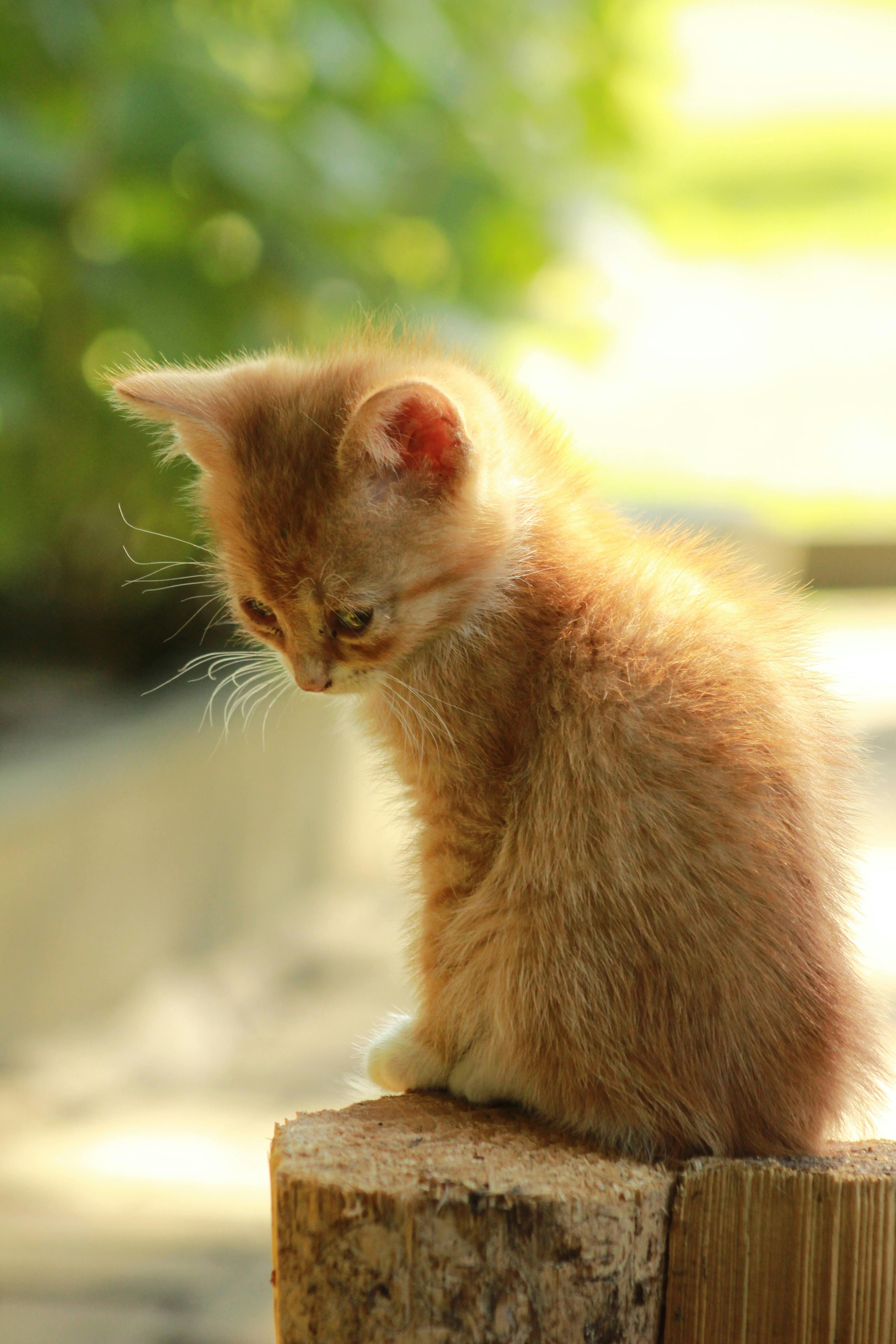 Cutest Orange Kitten
