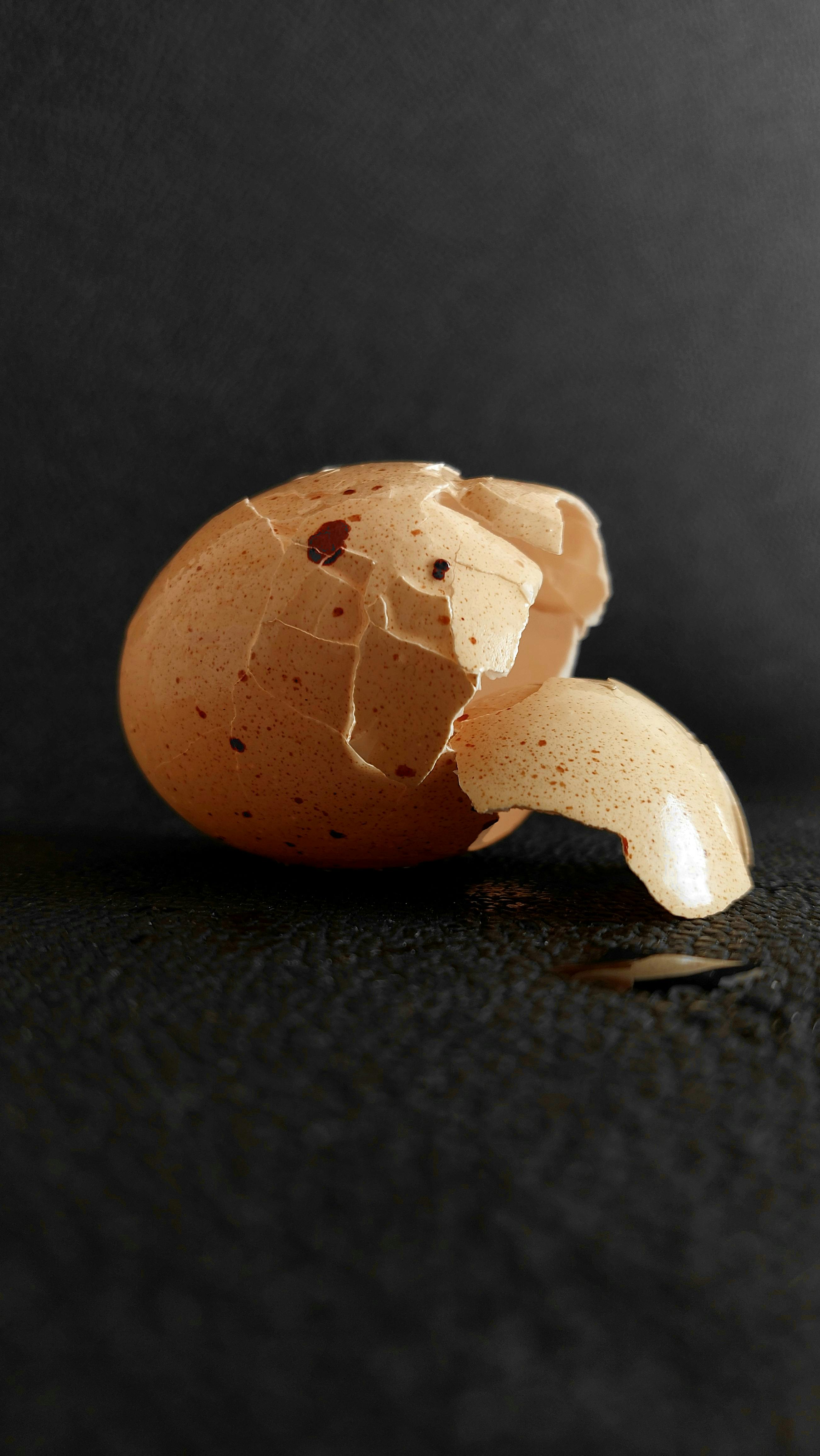 Shell Fracture Photos, Download The BEST Free Shell Fracture Stock ...