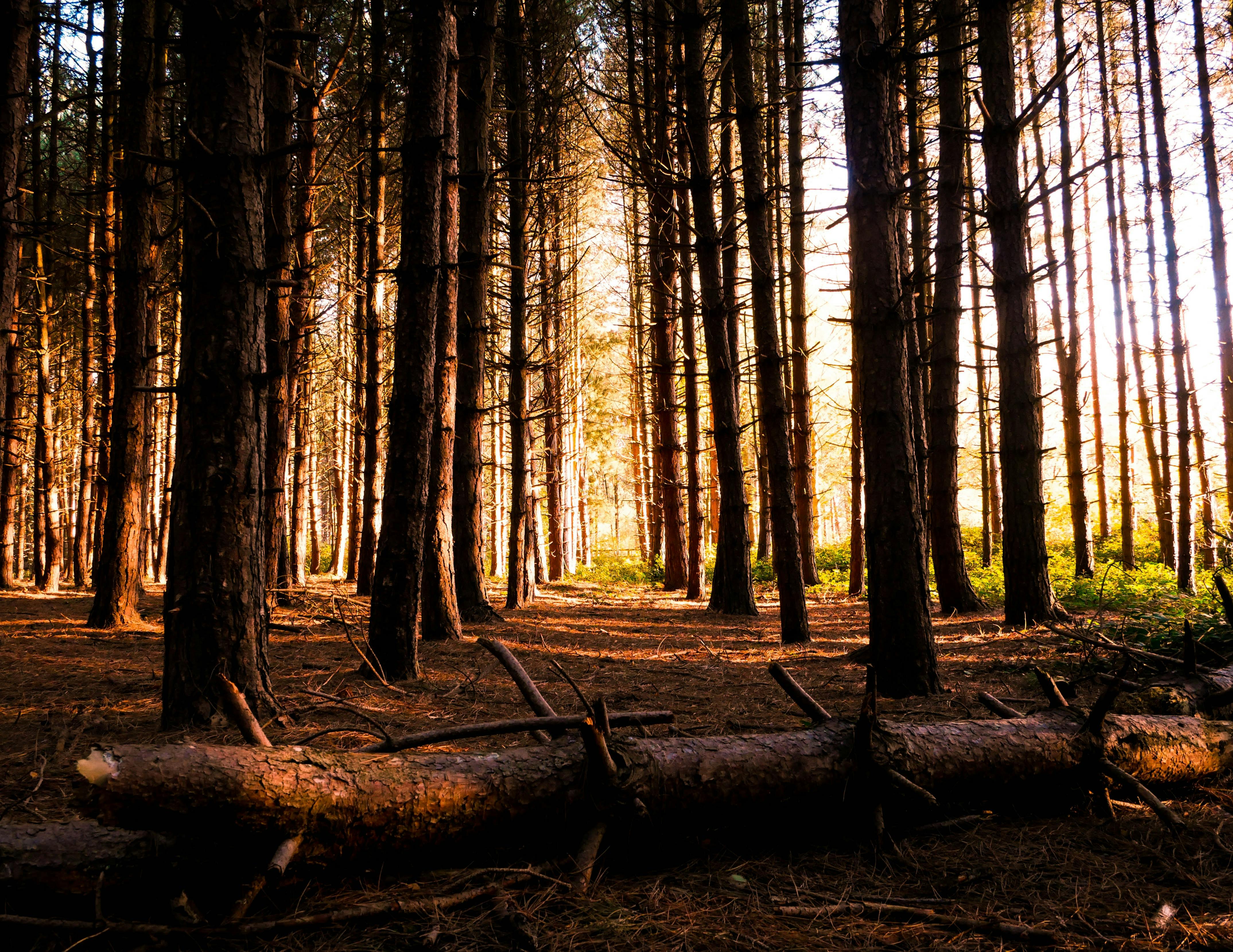 Photography of Brown Trees · Free Stock Photo