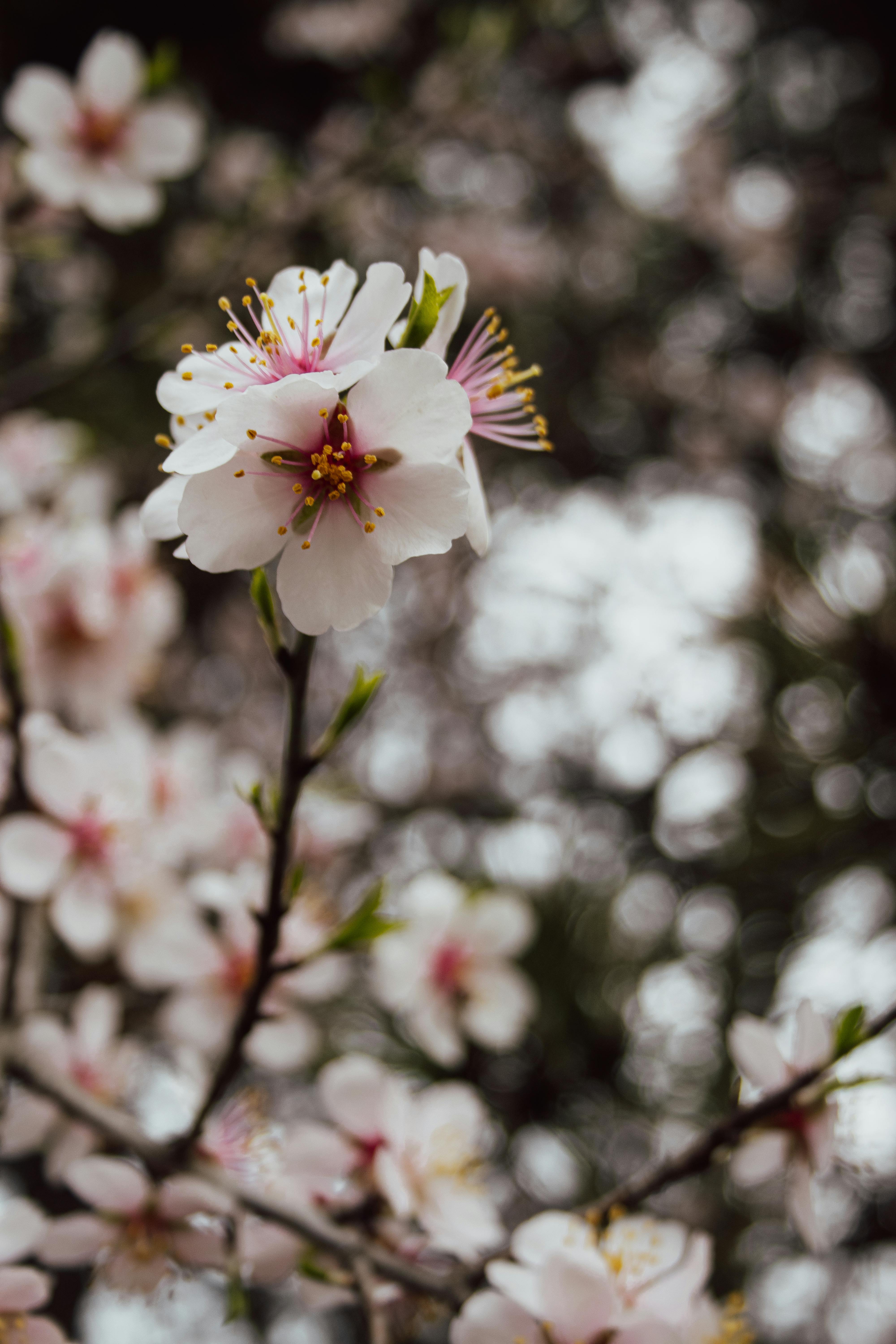 mandulafa virágzása · Free Stock Photo