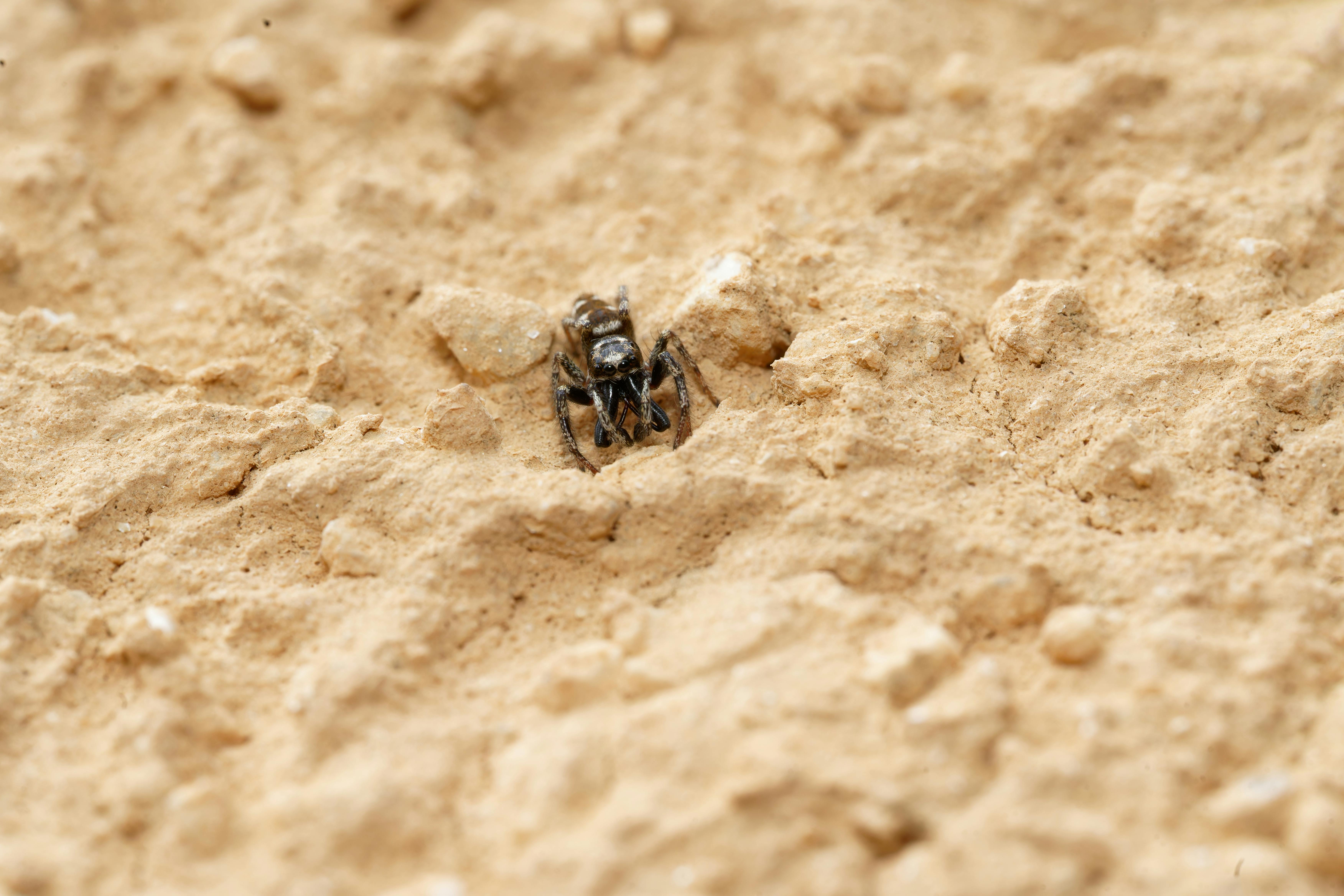 Zebra Spider on Sand · Free Stock Photo