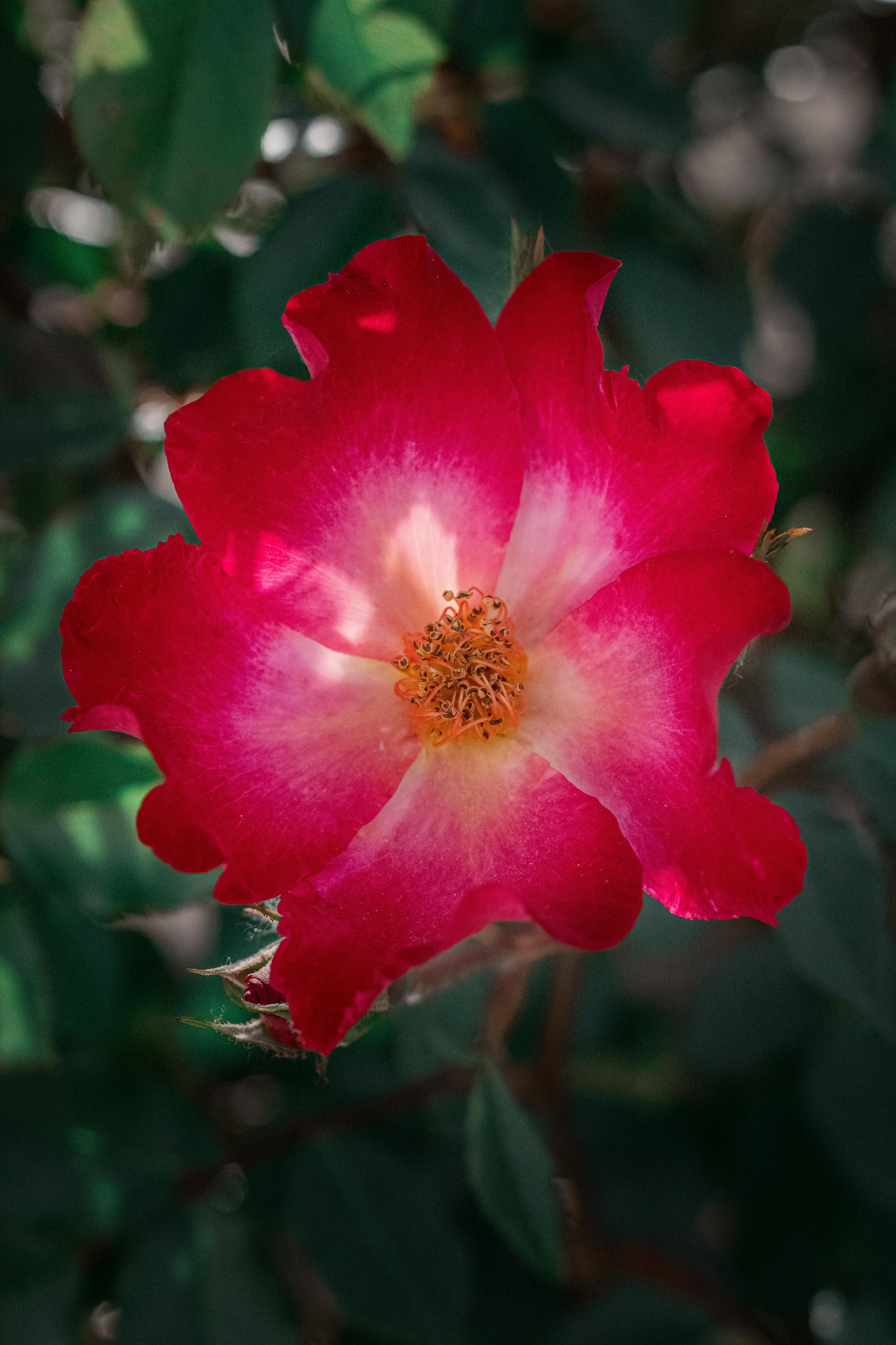 Selective Focus Photogrpahy Red Rose Flower · Free Stock Photo