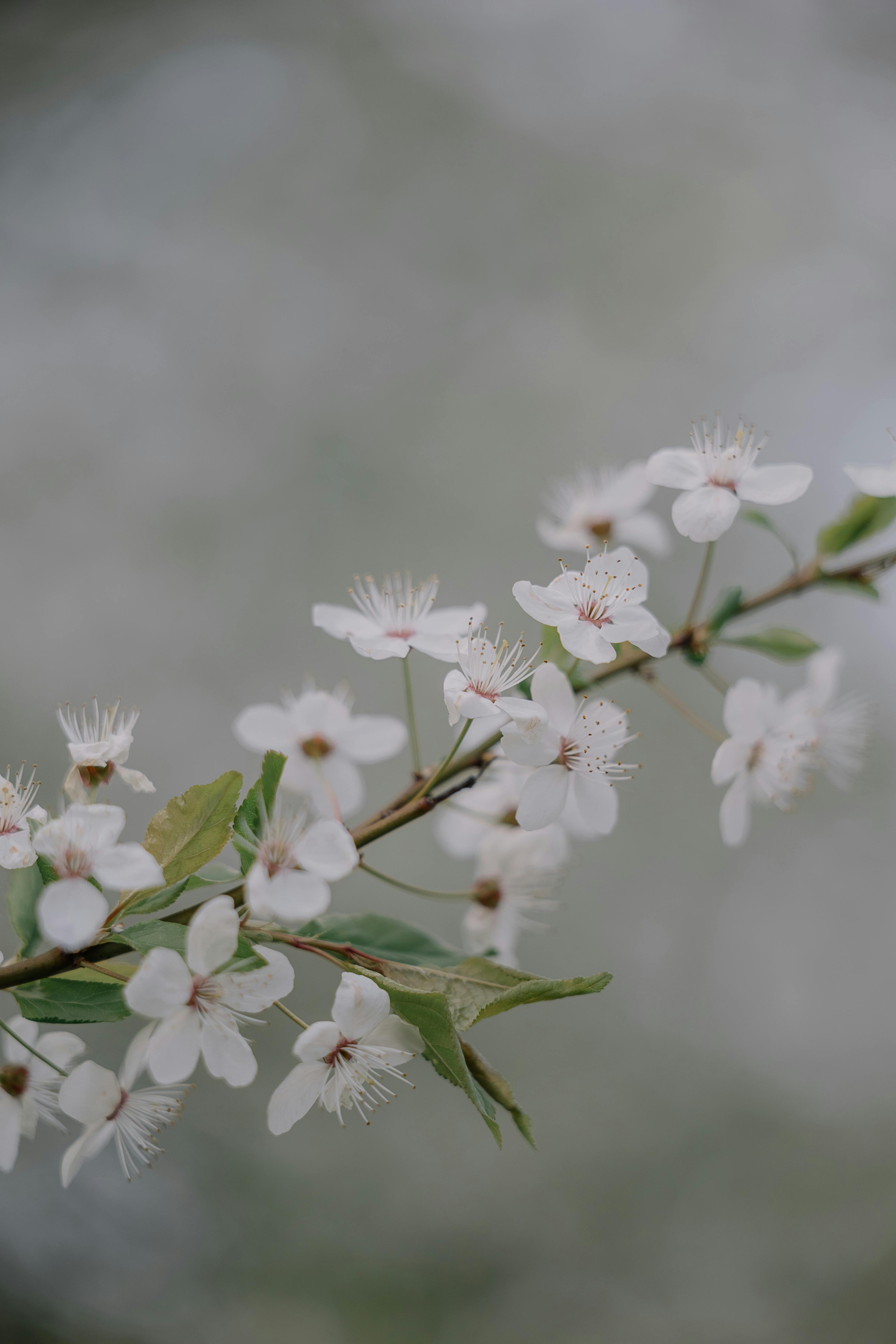 Apple Tree Blossoms · Free Stock Photo
