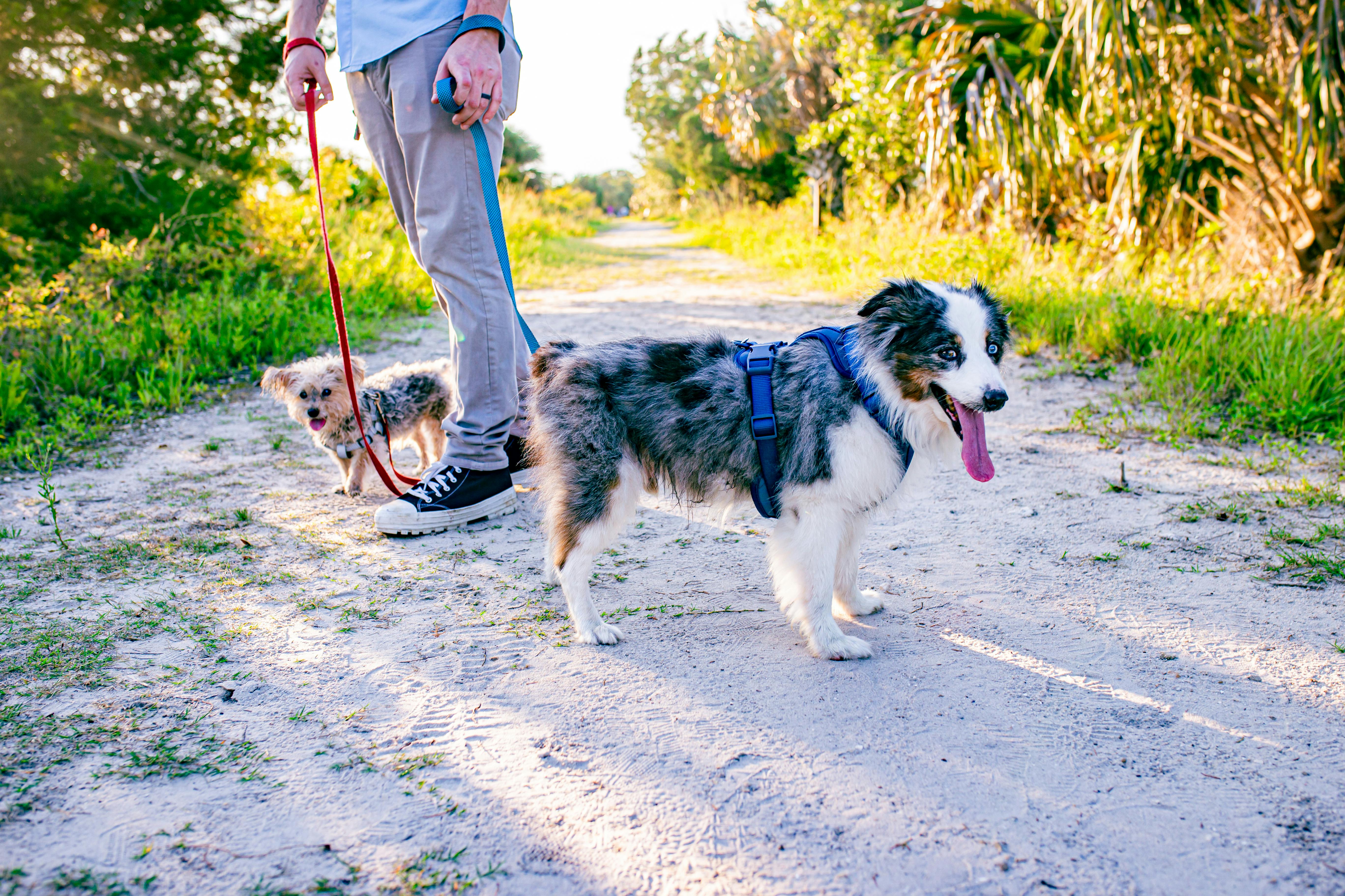 Man Walking Dogs in Countryside · Free Stock Photo