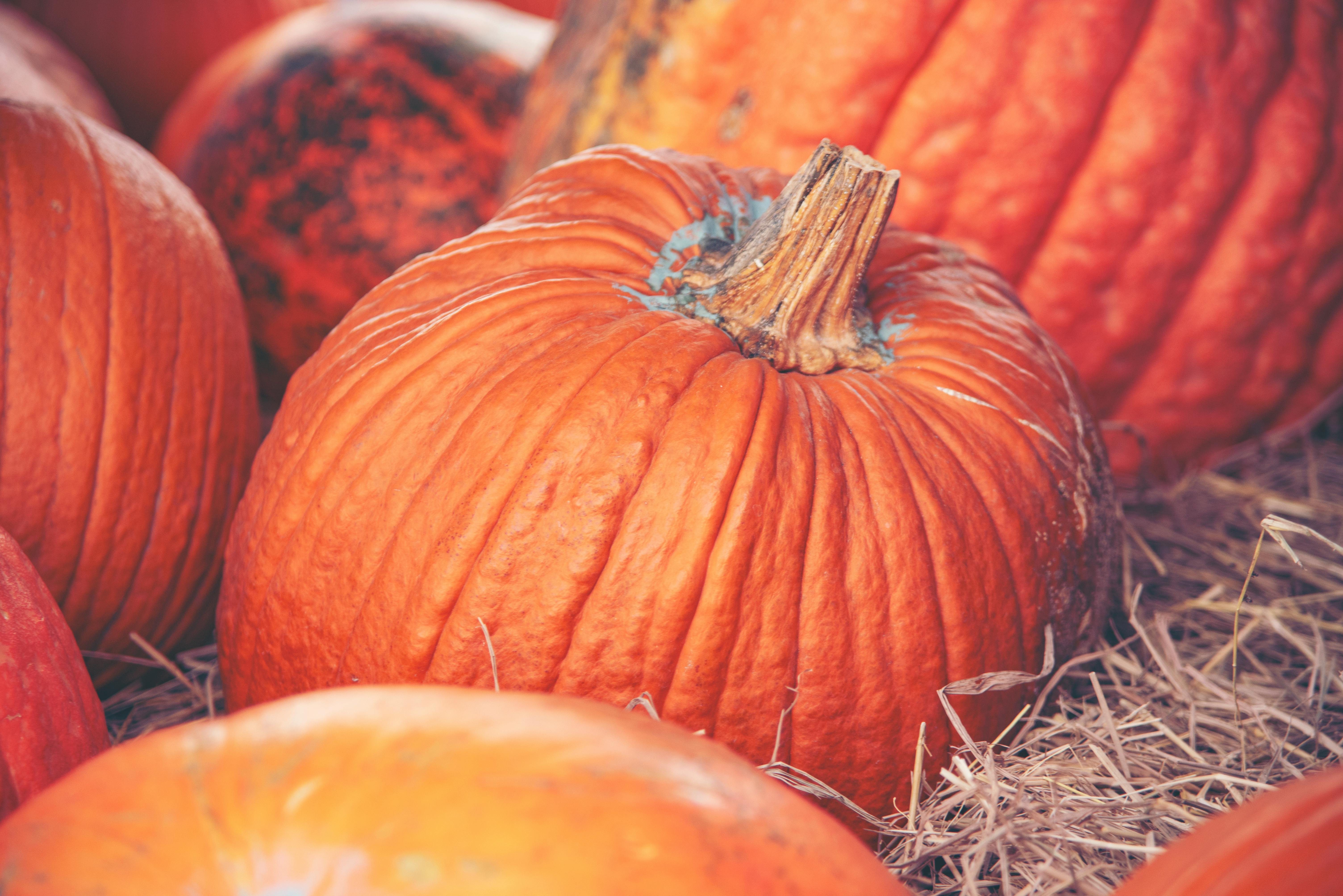 Traditional Harvest Photos, Download The BEST Free Traditional Harvest ...