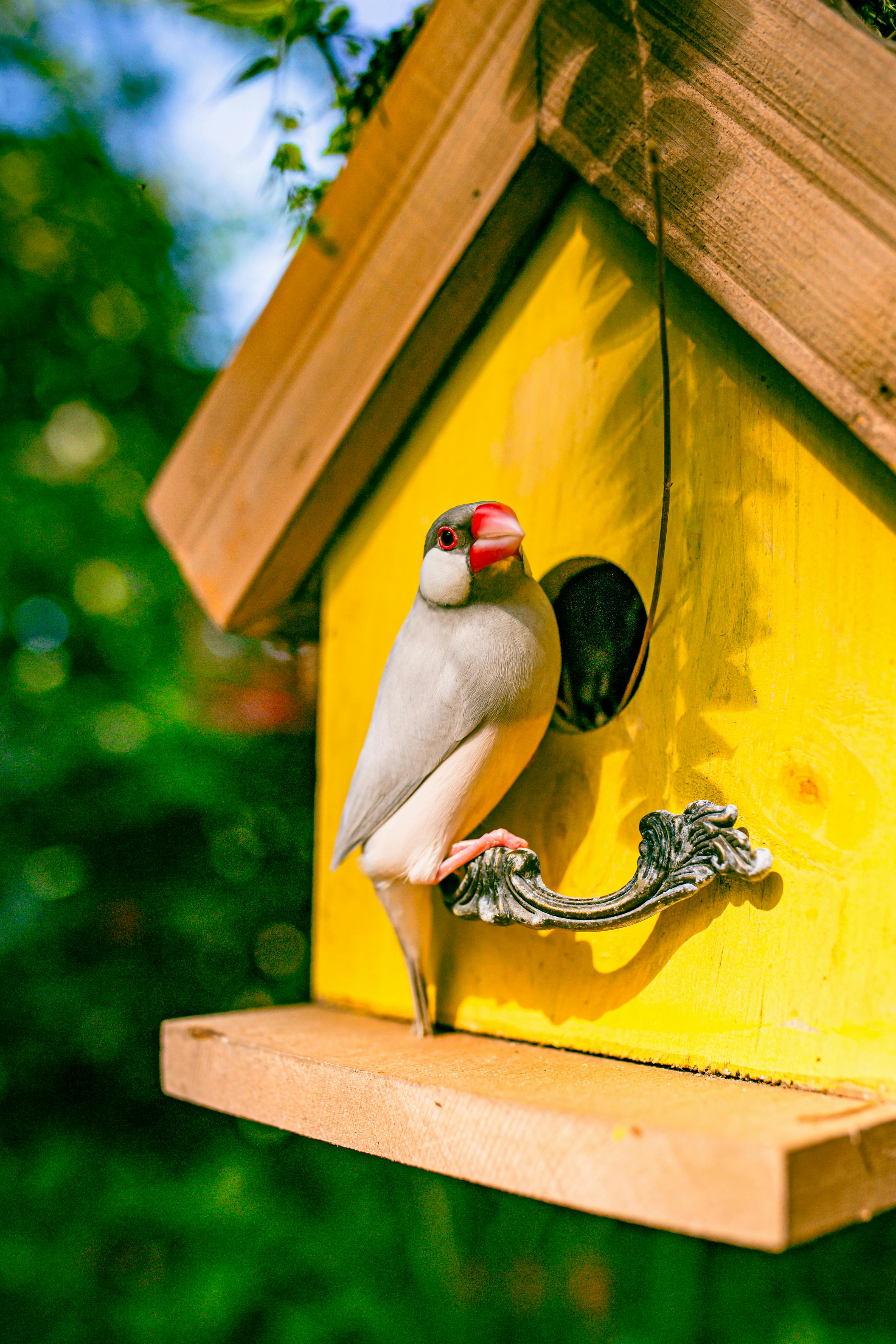 Key West Bird Photos, Download The BEST Free Key West Bird Stock Photos ...