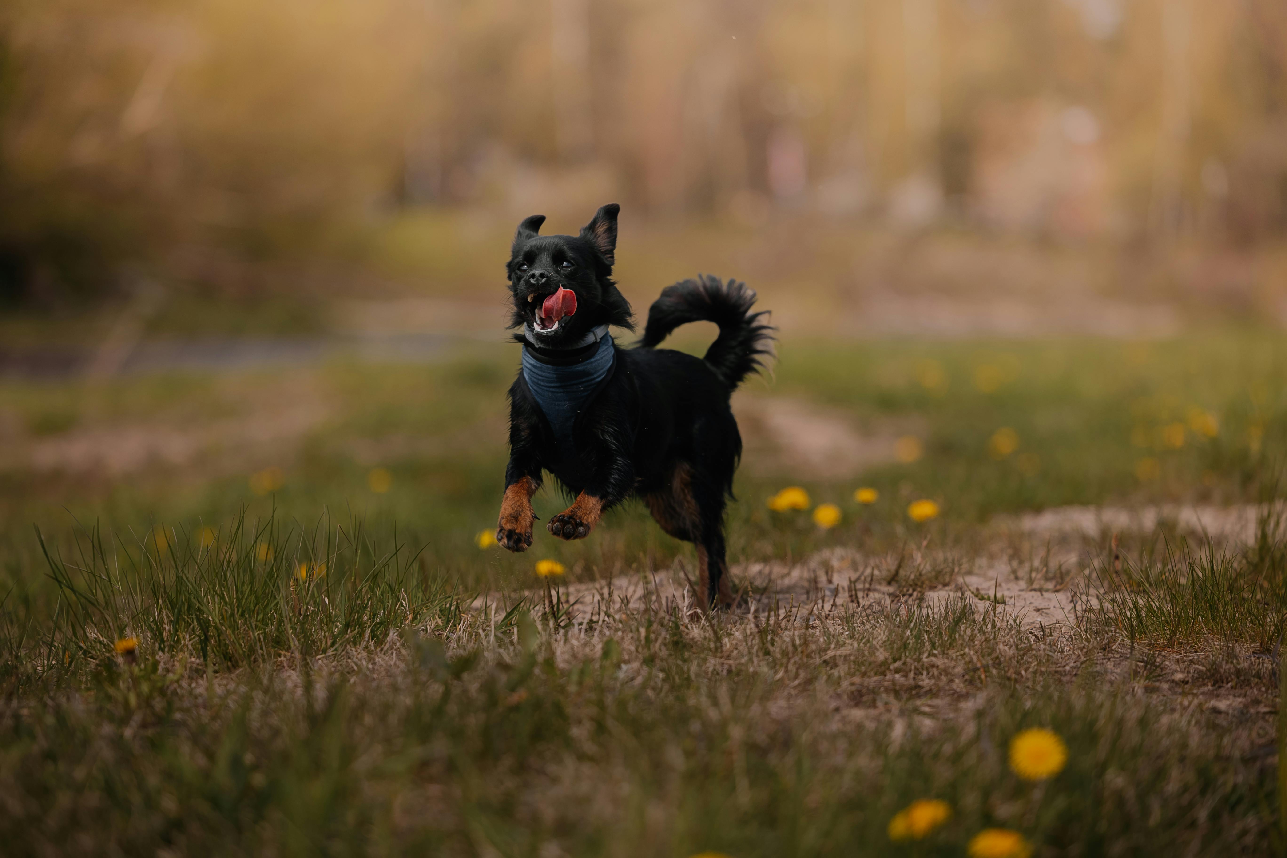 Black Dog Playing on Meadow · Free Stock Photo