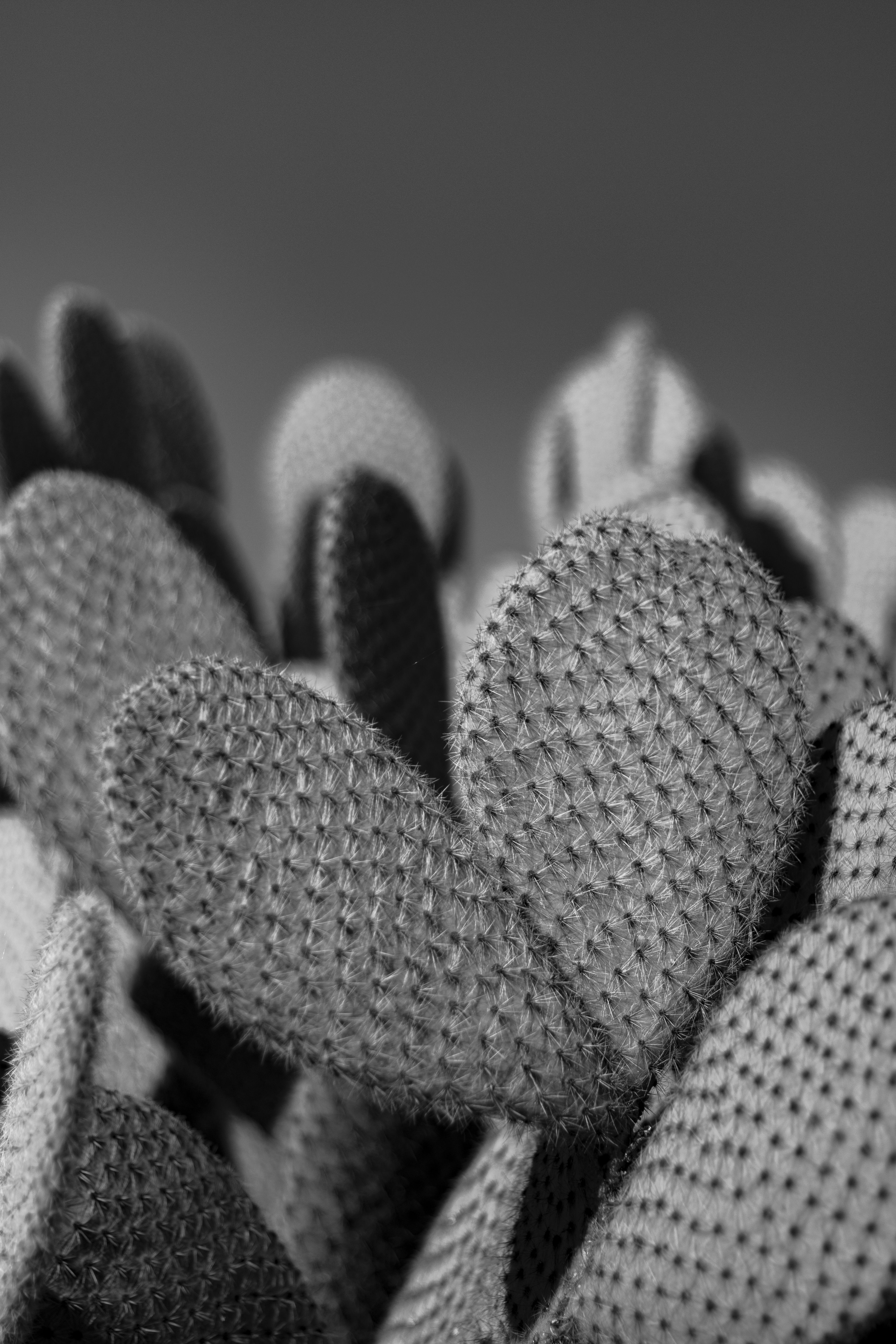 Close-up Photo of Three Green Cactus Plants · Free Stock Photo