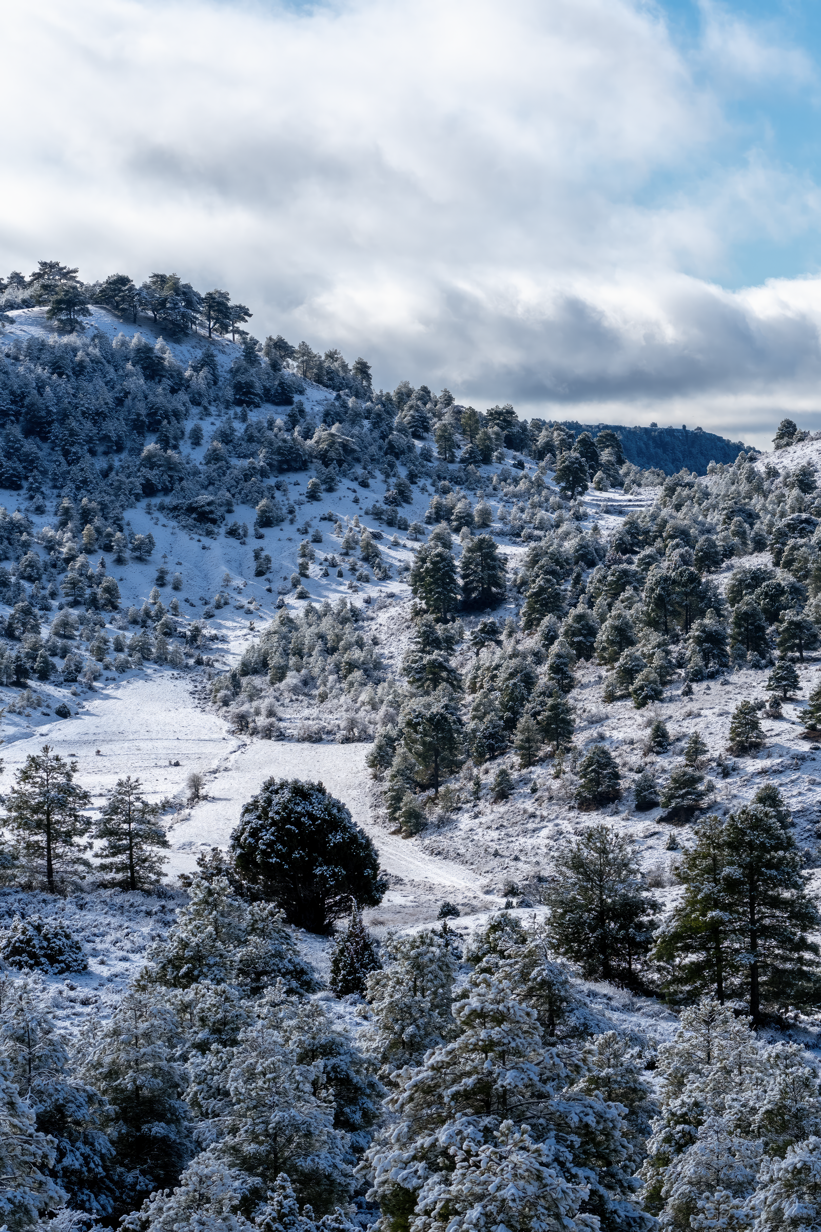 Snow Laden Trees Photos, Download The BEST Free Snow Laden Trees Stock ...