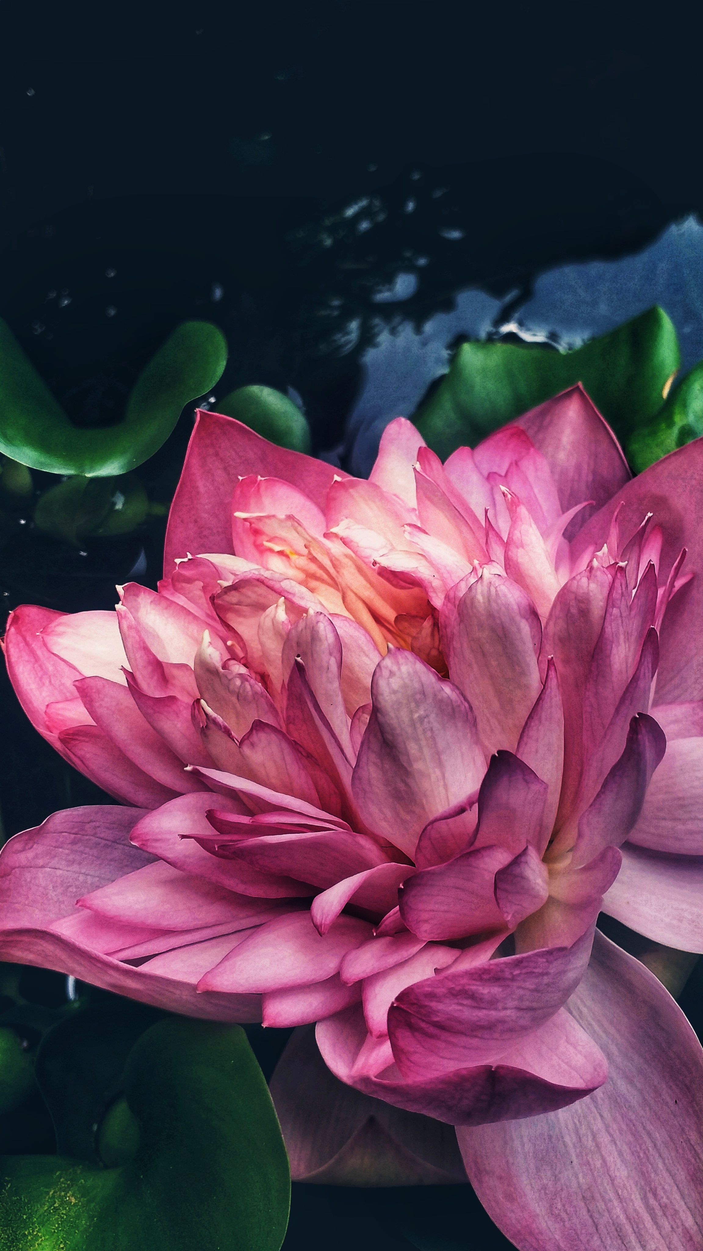 Flor De Loto Flor Nacional De La India. · Foto de stock gratuita