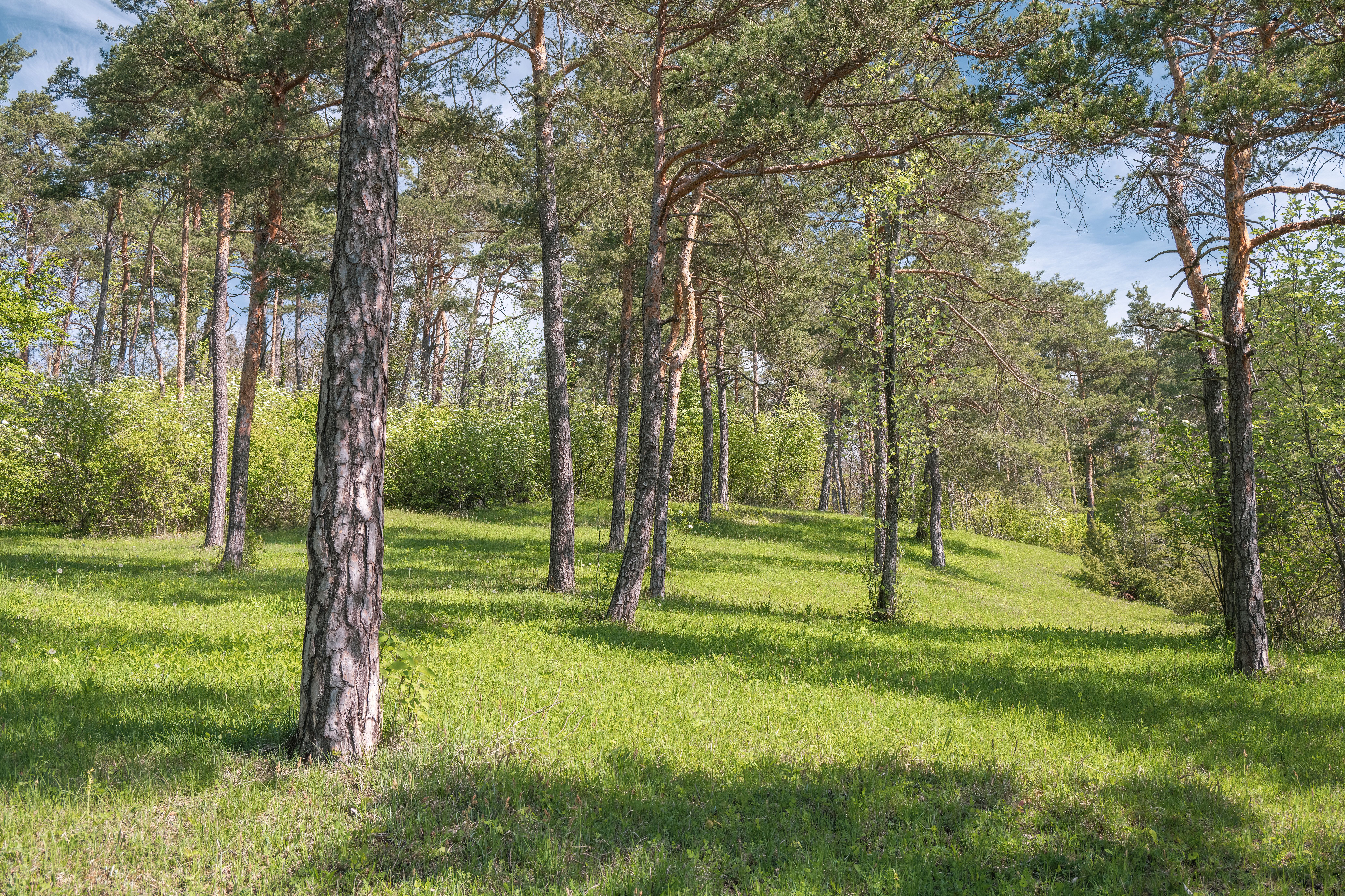 Trees and Bushes in Forest · Free Stock Photo